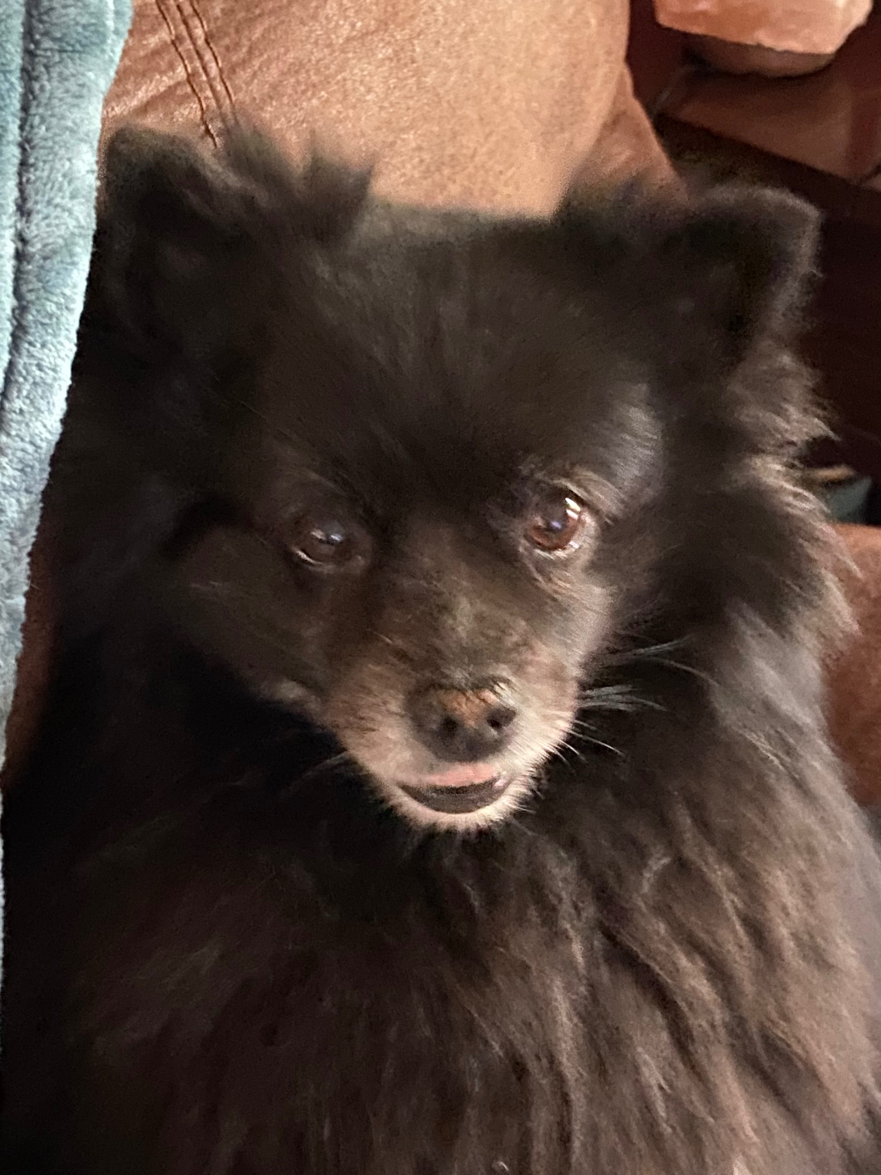 Fundraiser by Cyndi Lee : Help Bella Fight Severe Kidney Failure