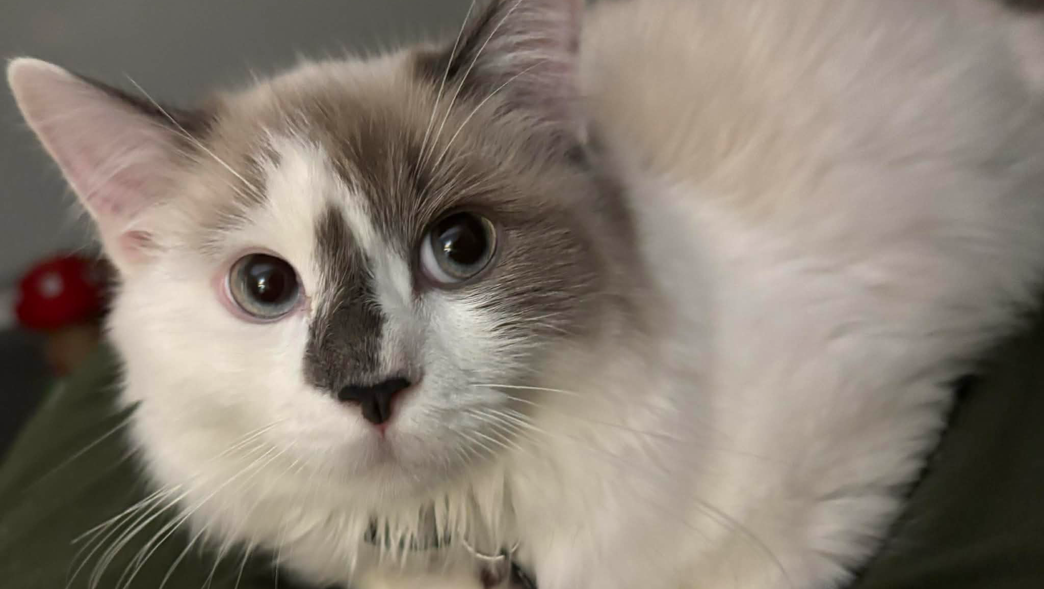Fundraiser by Ayla Maillet : Save my friends cat