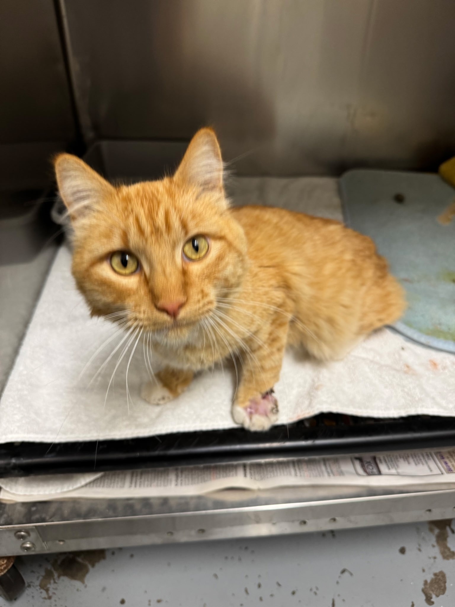 Fundraiser by Patricia Walsh : Lefty the Cat's healing and future