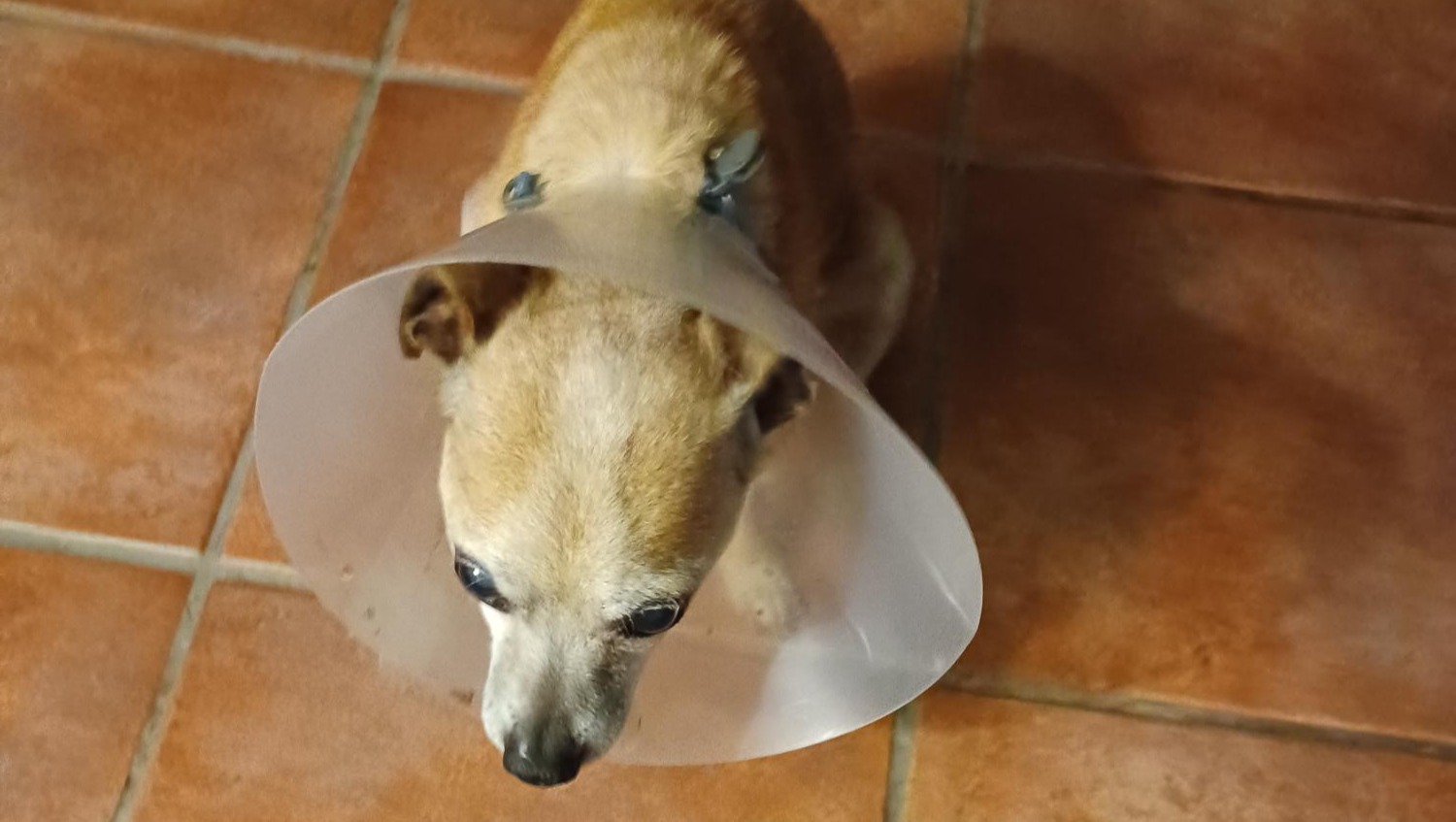 Fundraiser by Rosita Isela Soto Alvarez : Tiny Chihuahua, Big Fight ...