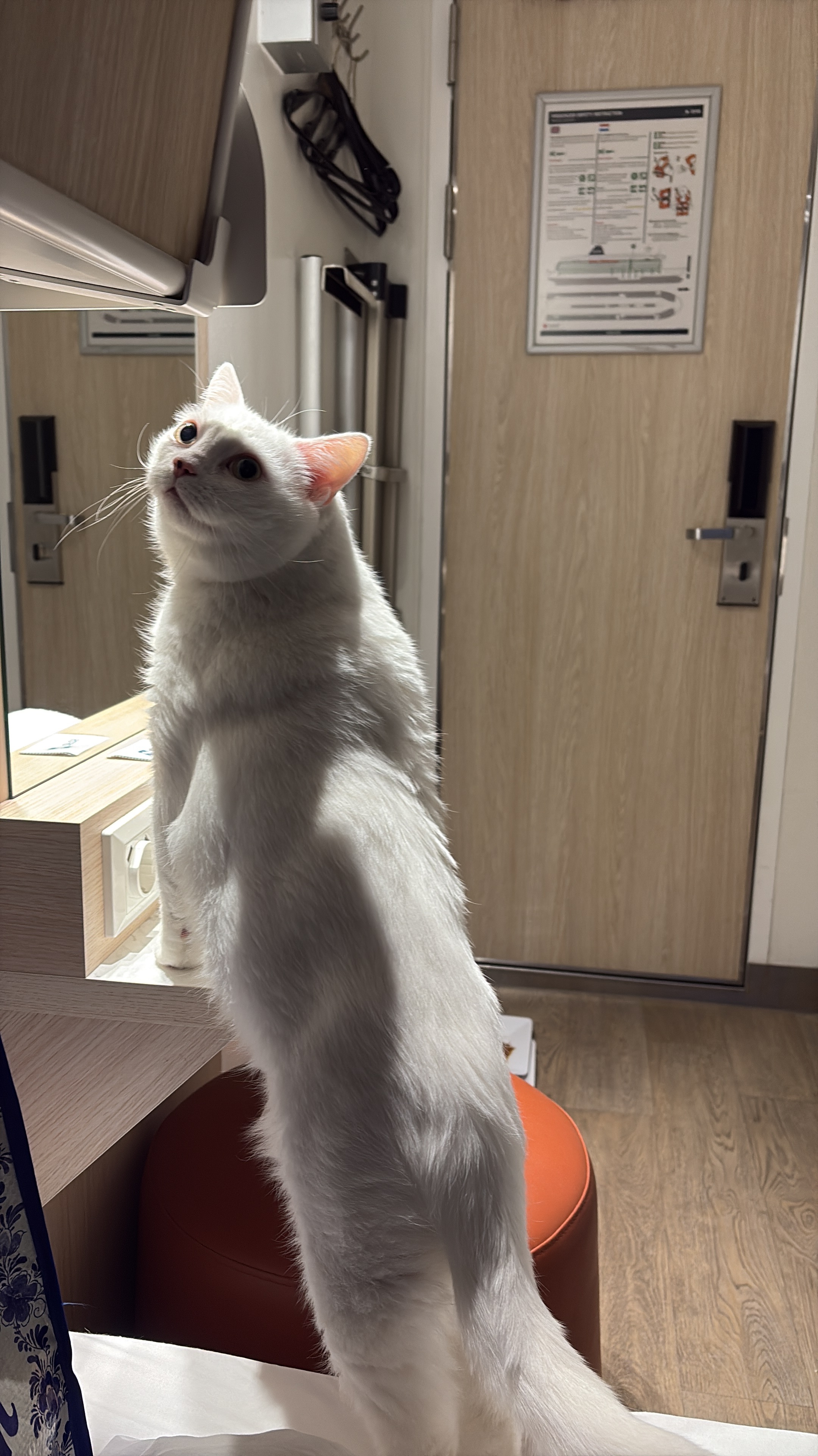 Fundraiser by Alexandra Roden : Winston’s kidney treatments