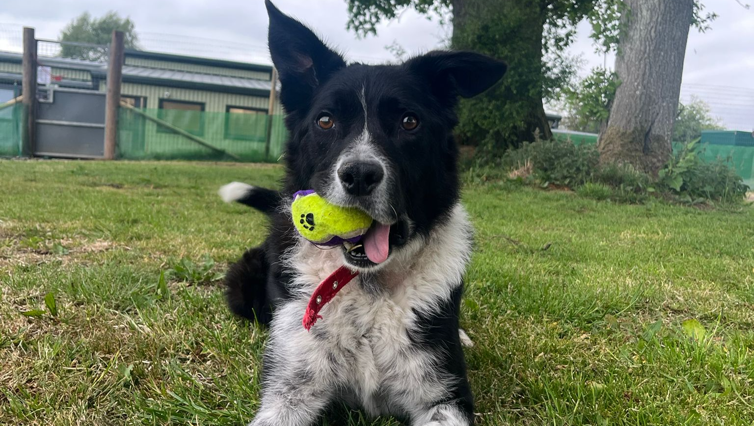 Fundraiser by Eden Animal Rescue : Dodge - A Special Boy