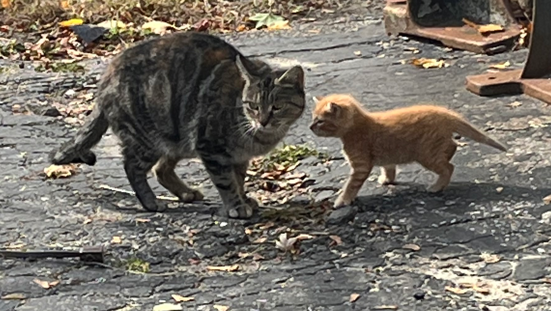 Fundraiser by Erin Signor : Help Mama Coco’s Kitten’s Thrive