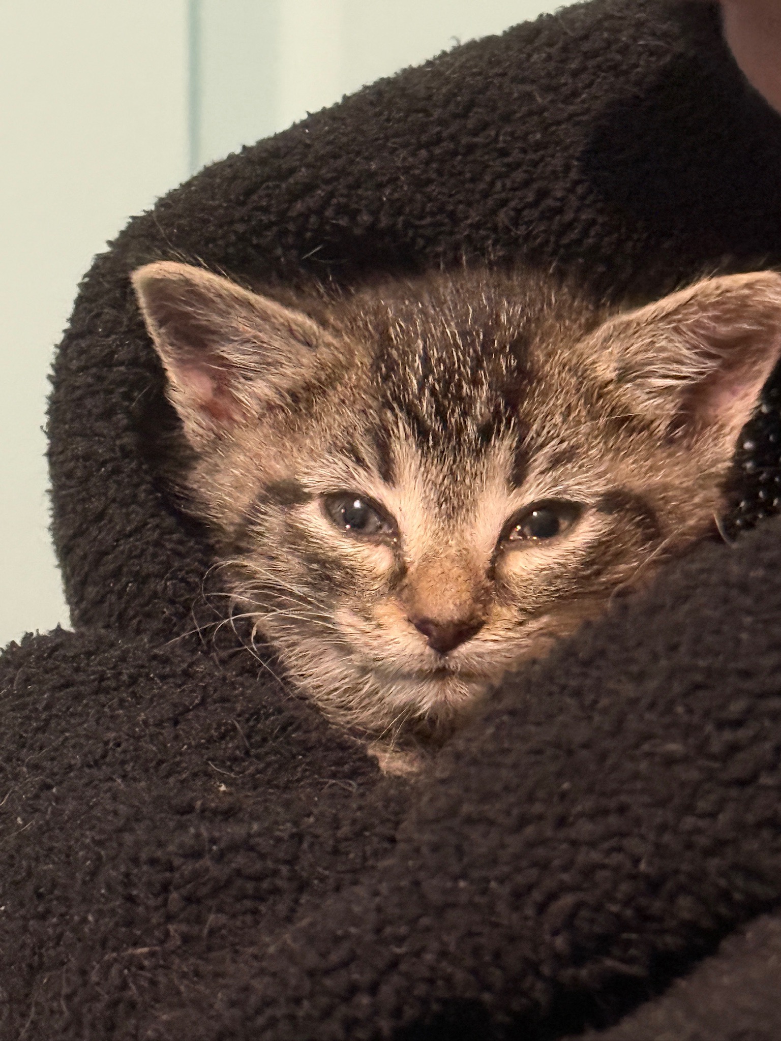 Fundraiser by Erin Signor : Help Mama Coco’s Kitten’s Thrive
