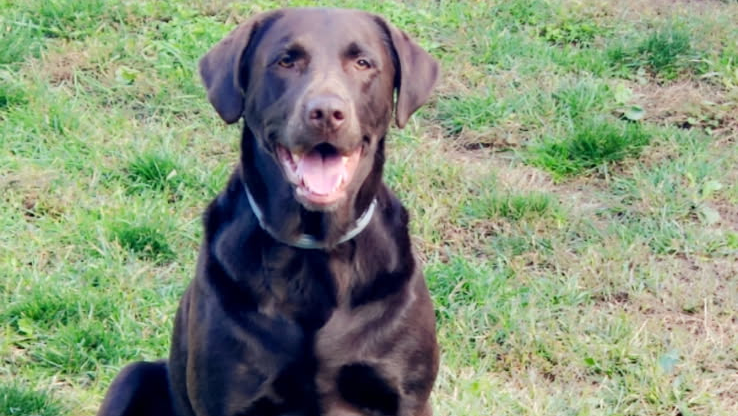 Fundraiser by Evria Arce : Donate to help our family dog, June