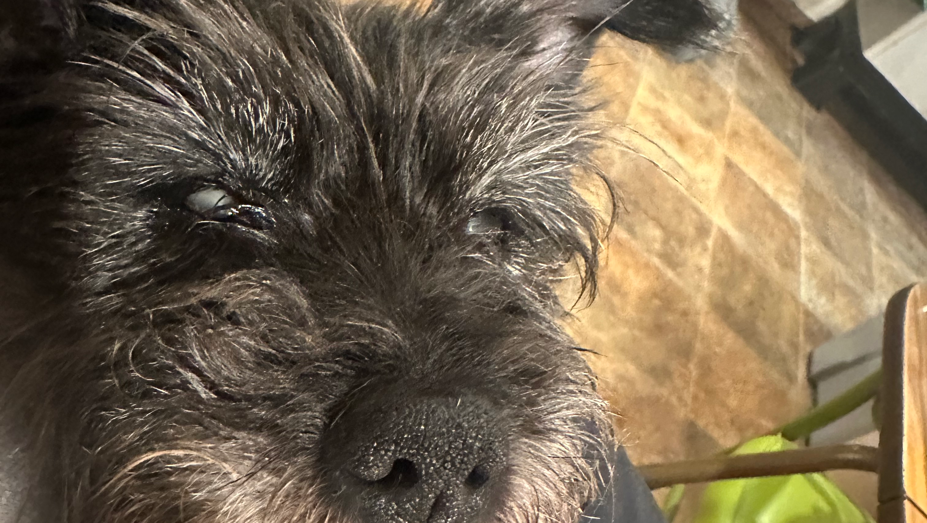 Fundraiser by Linda Marlin : Help Lucy See Again: Cataract Surgery Fund