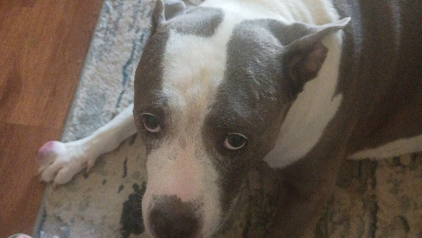 Fundraiser by Trey Bell : Give Brahma a Pain-Free Life