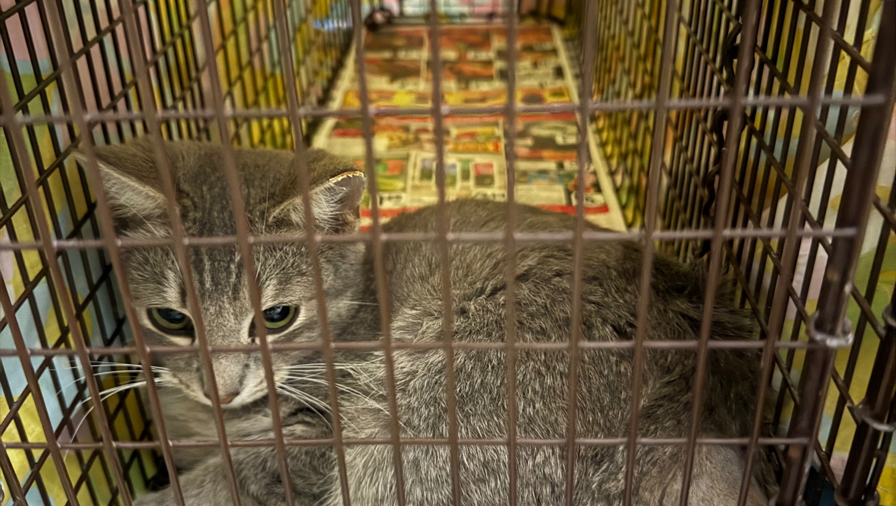 Fundraiser by Alondra Hupe : Donate to Cover BB's Medical Expenses