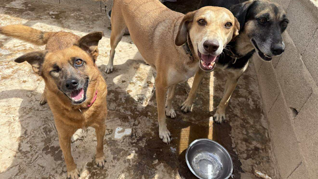 Fundraiser by Rachel Geary : No more thirsty dogs!!