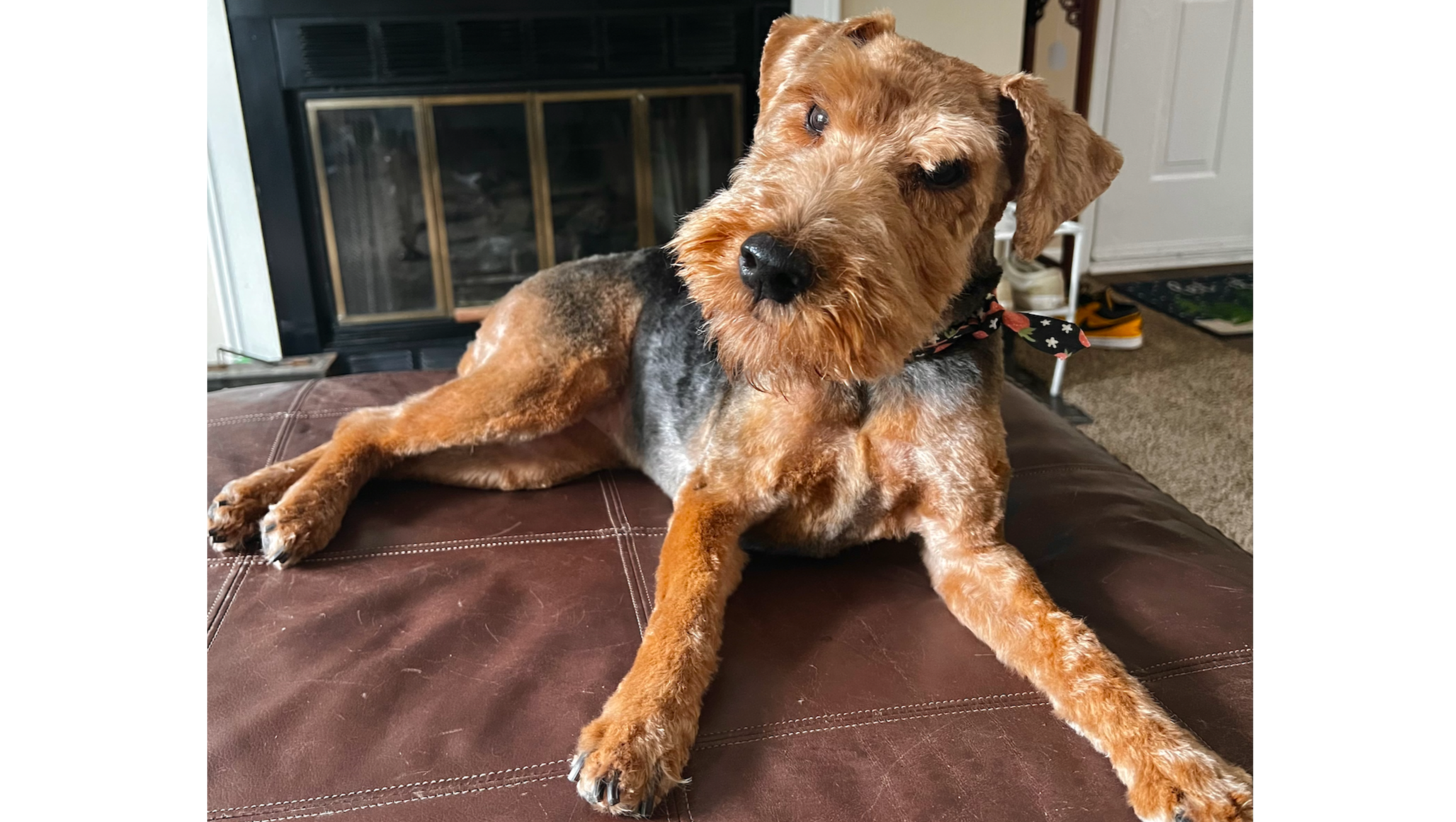 Fundraiser by Abigail Pogel : Donate to Kevin's Surgery and Medication Fund