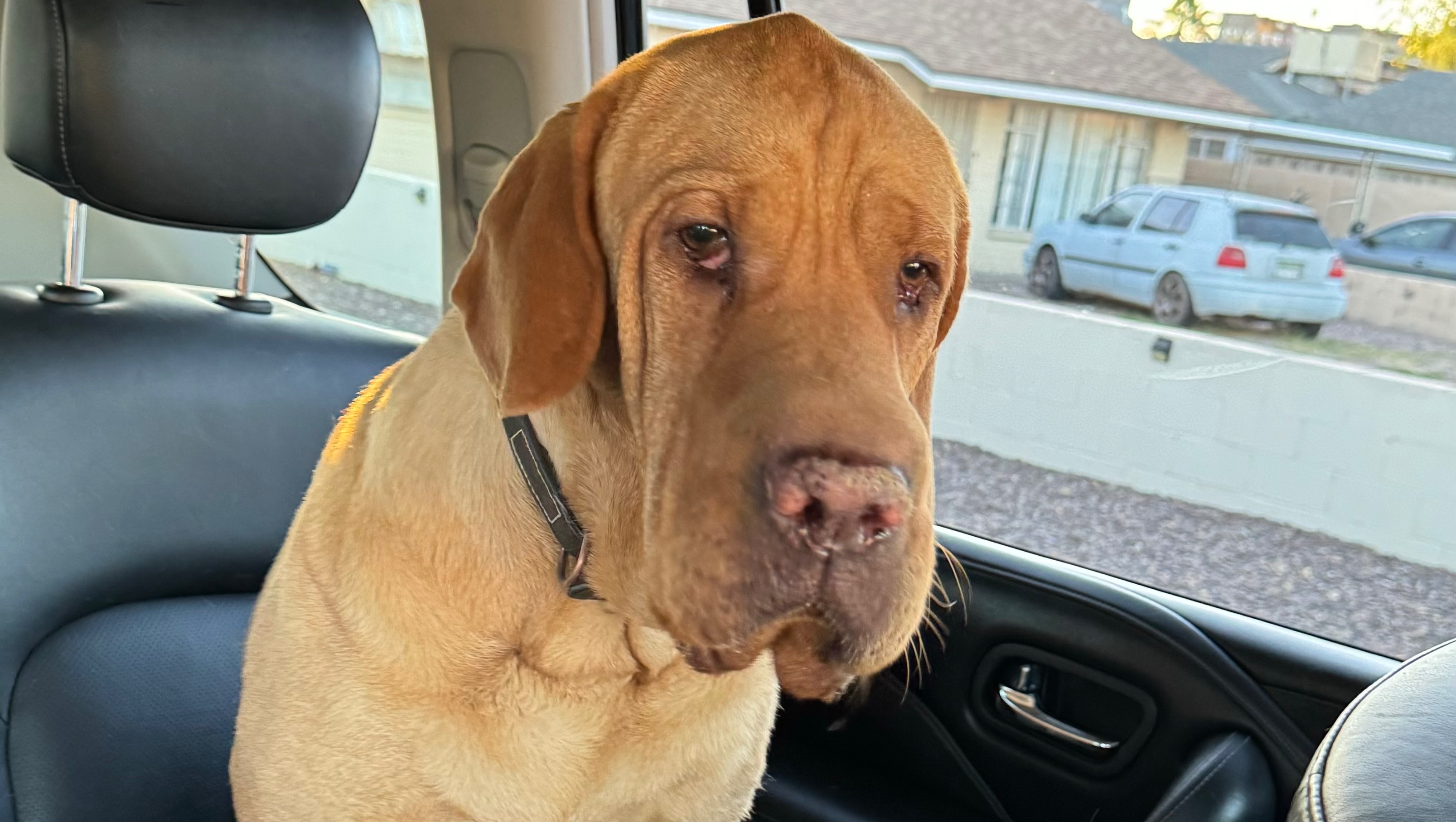 Fundraiser by Martin Cordova : Help Dash Recover After Accident