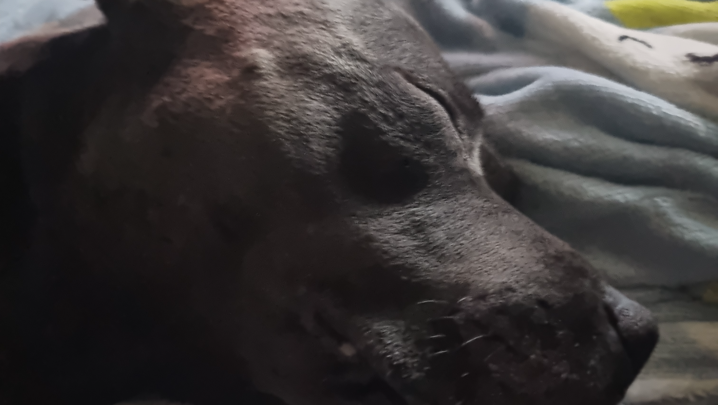Fundraiser by Amanda Keech : Recuse a dog