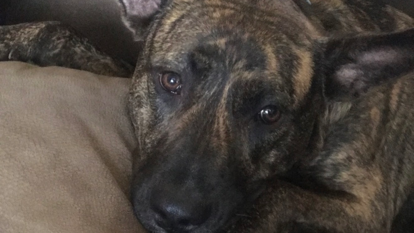 Fundraiser by Justine Willard : Support Chelsea's Journey After Losing ...