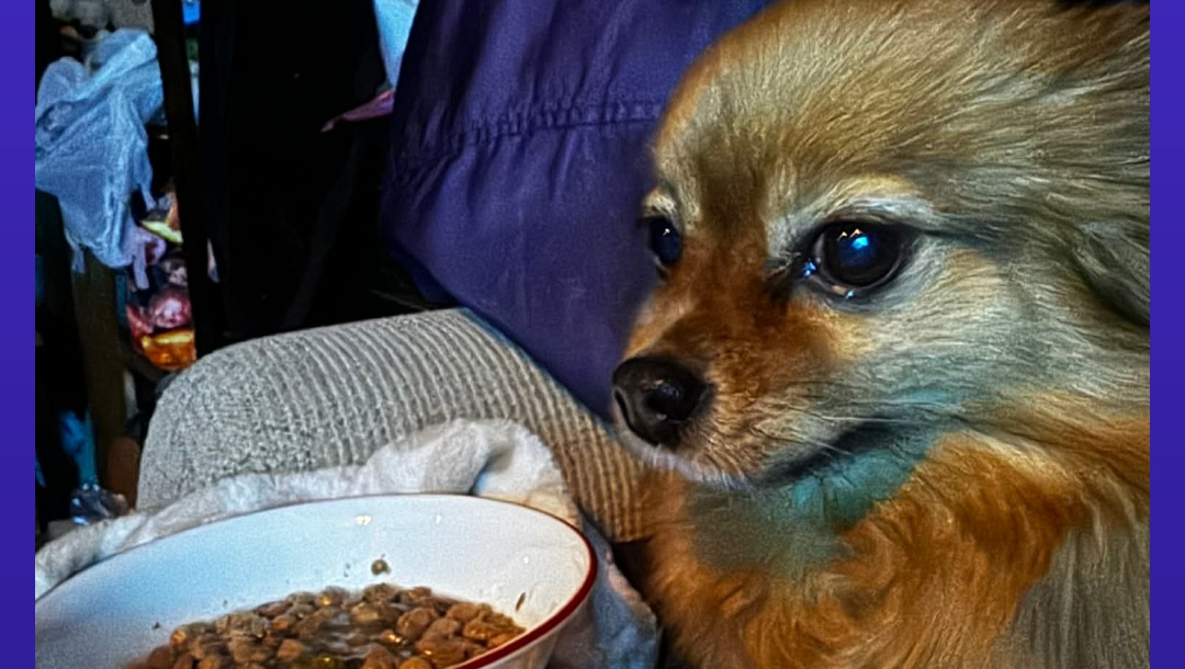 Fundraiser by Rhonda May : Support Akiela's Recovery from IVDD