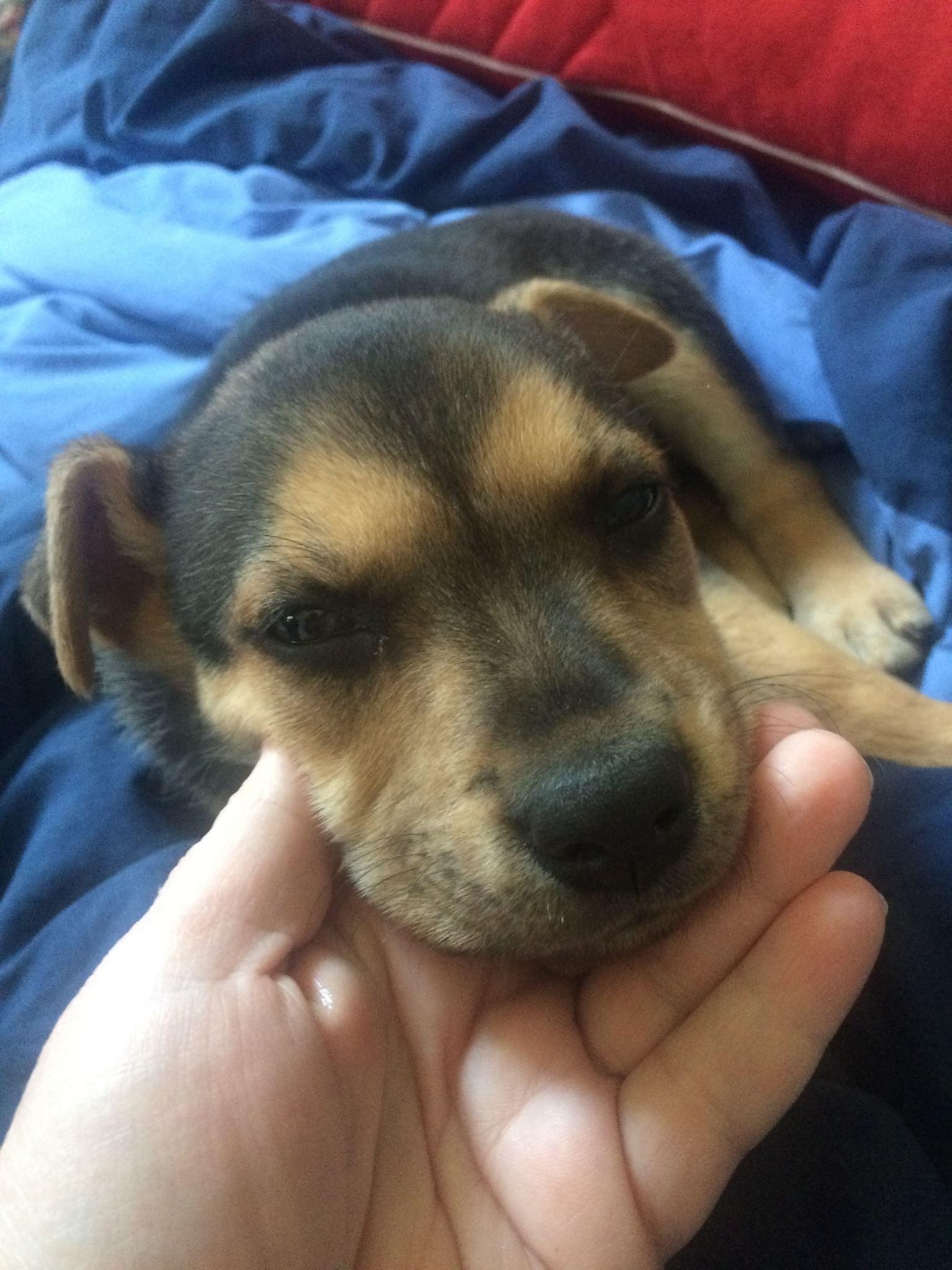 Rosemary Sheldon - Help Cover Bailey's Final Vet Bills