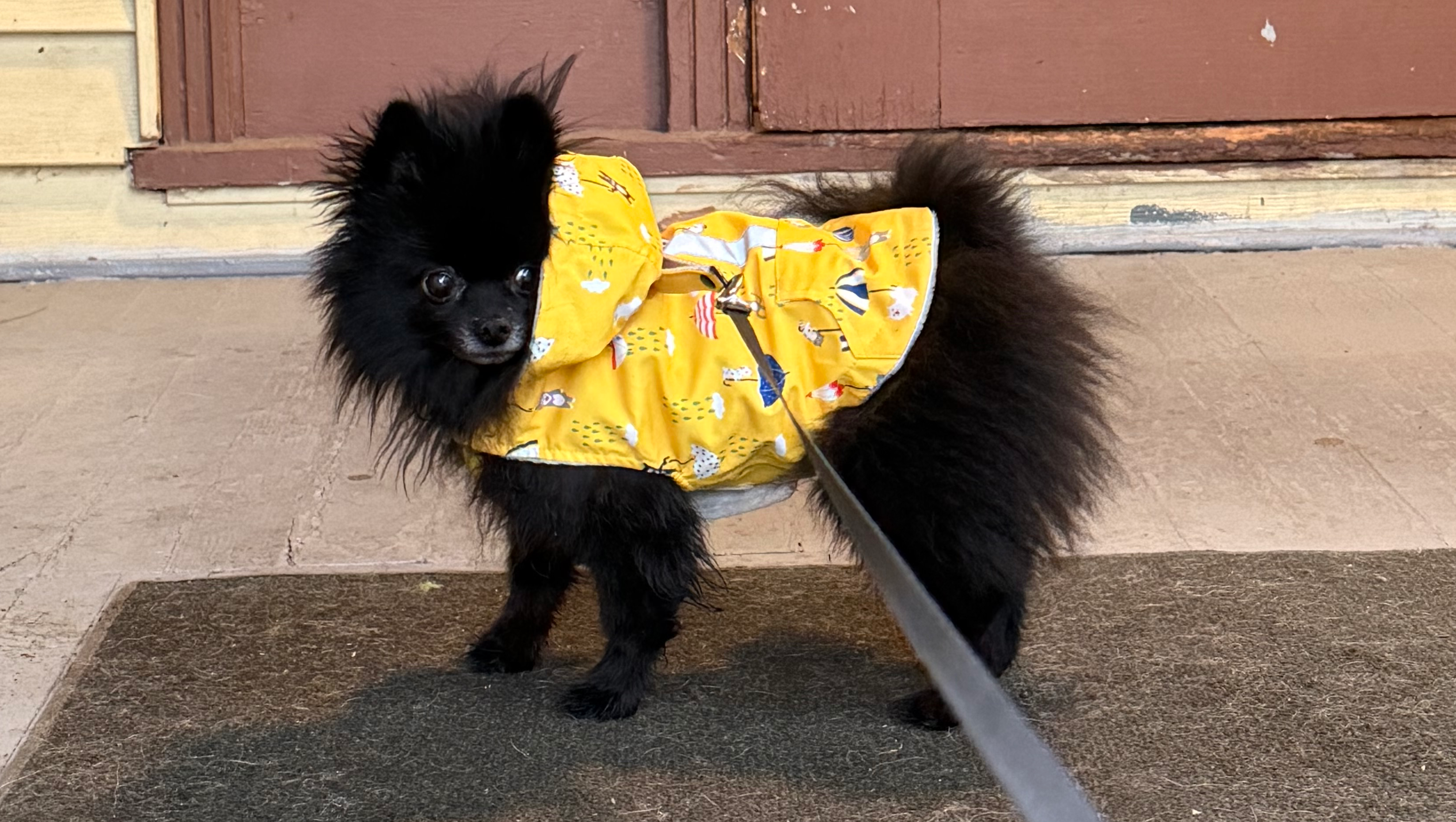Fundraiser by Mandy Baca : Support Romeo's Battle Against Illness
