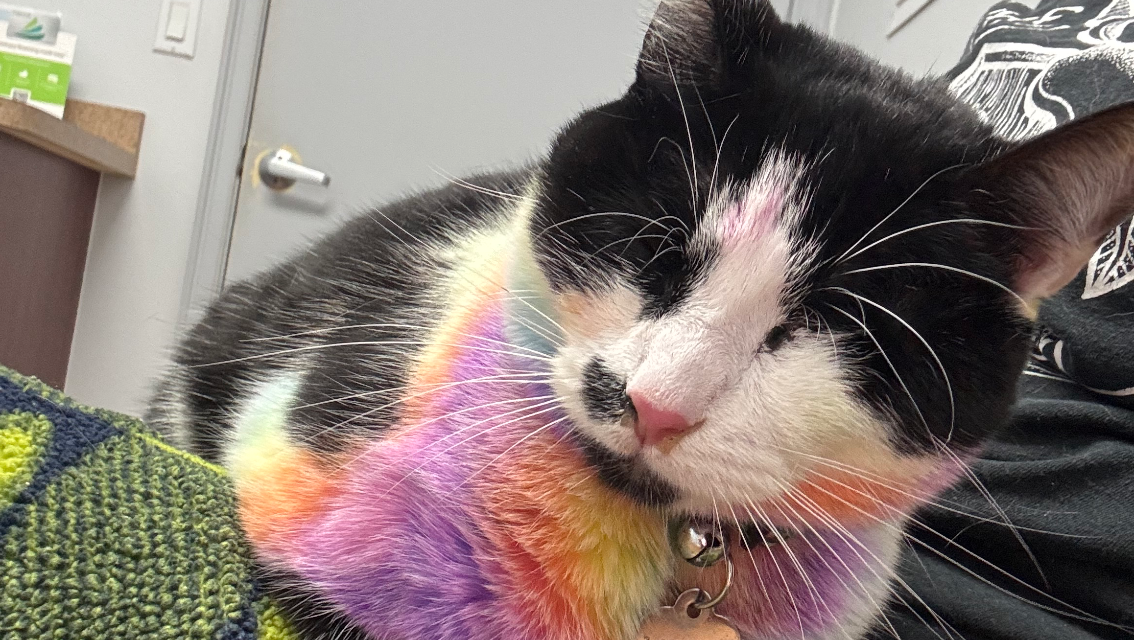 Fundraiser by Emma Bethea : Help Mookie The Rainbow Cat On Her Road To ...