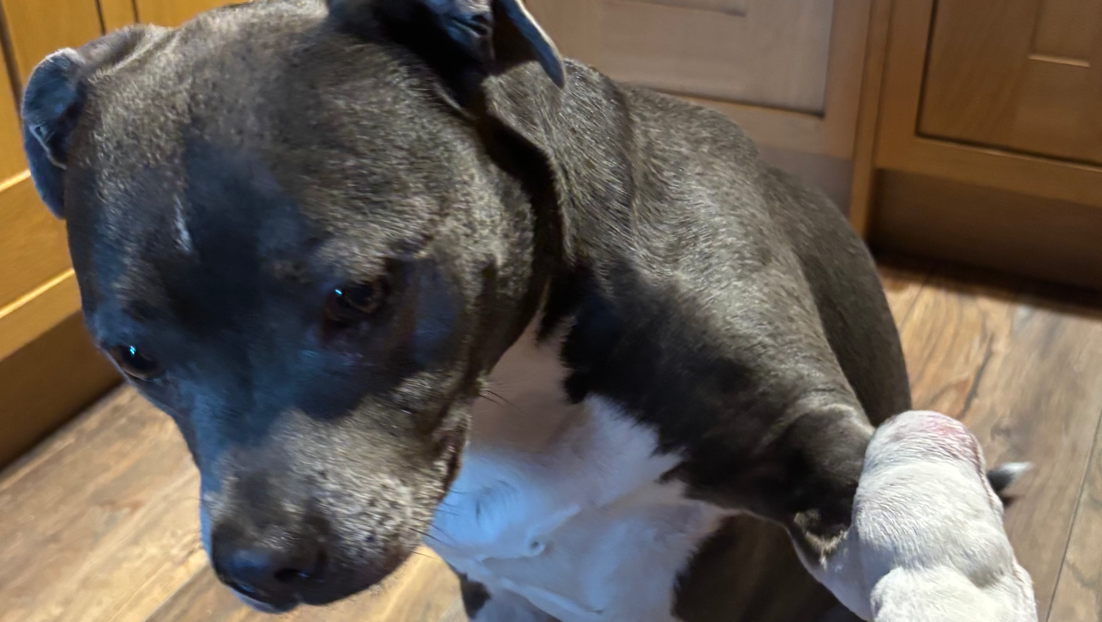 Fundraiser by Tiaali Towse : Willow’s Leg Amputation
