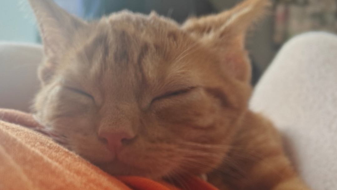 Fundraiser by Ash Murphy : Help Cheeseball get treatment