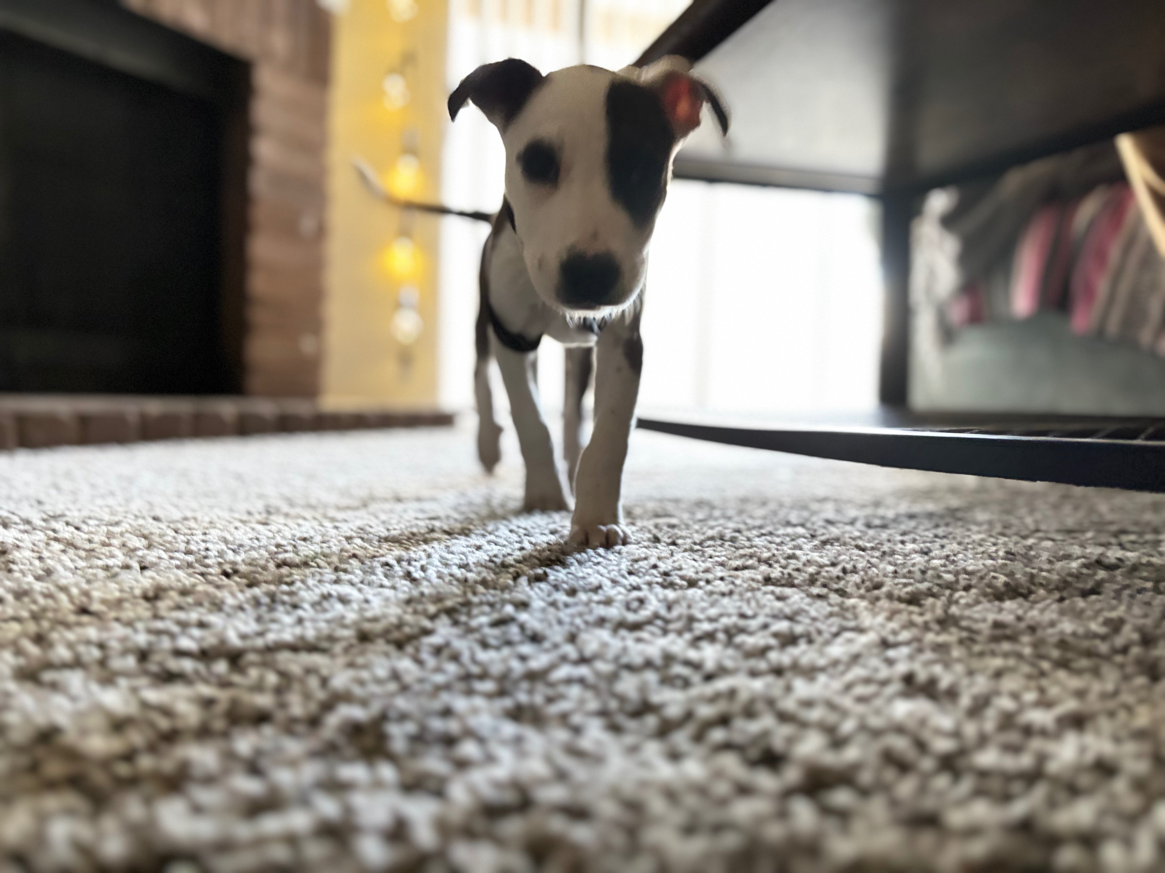 Fundraiser by Ione Rousseau : Support Lucy's Journey to Health and ...