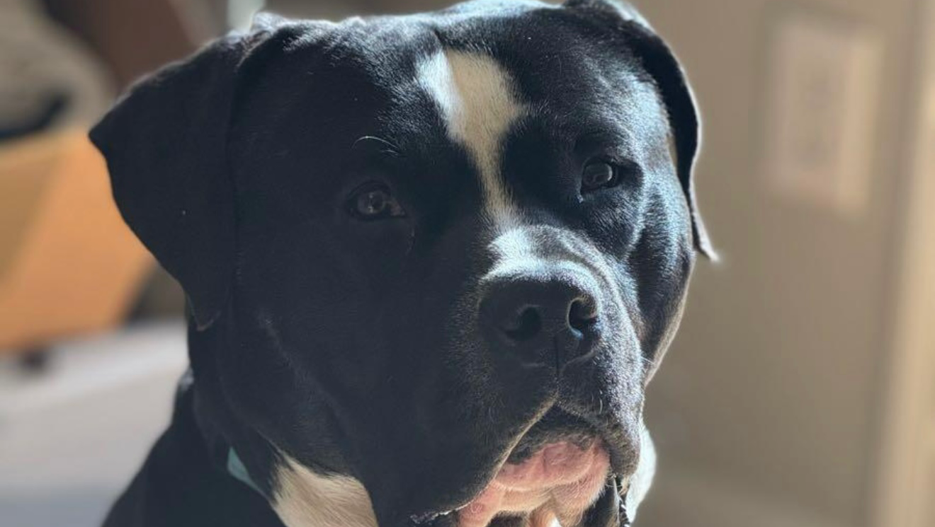 Fundraiser by ashleigh frank : Donate to Transform Hank's Future