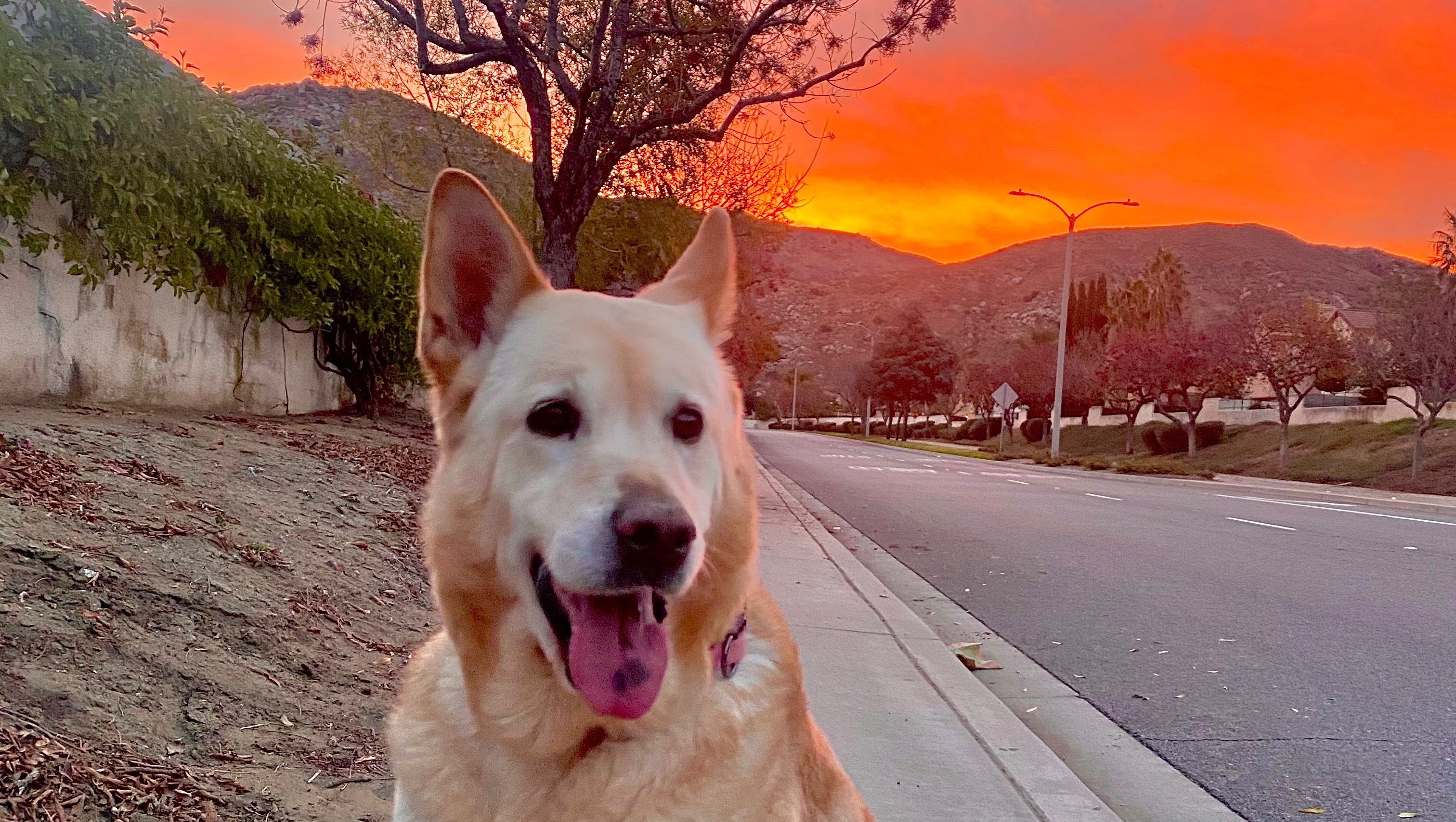 Fundraiser by Bianca Duran : Help Honey Live Pain-Free in Her Golden Years