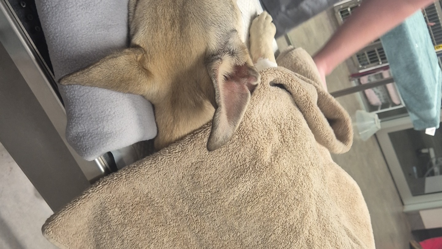 Fundraiser by Tara-jade Kerr : Nalas send off help bring Nala home to ...