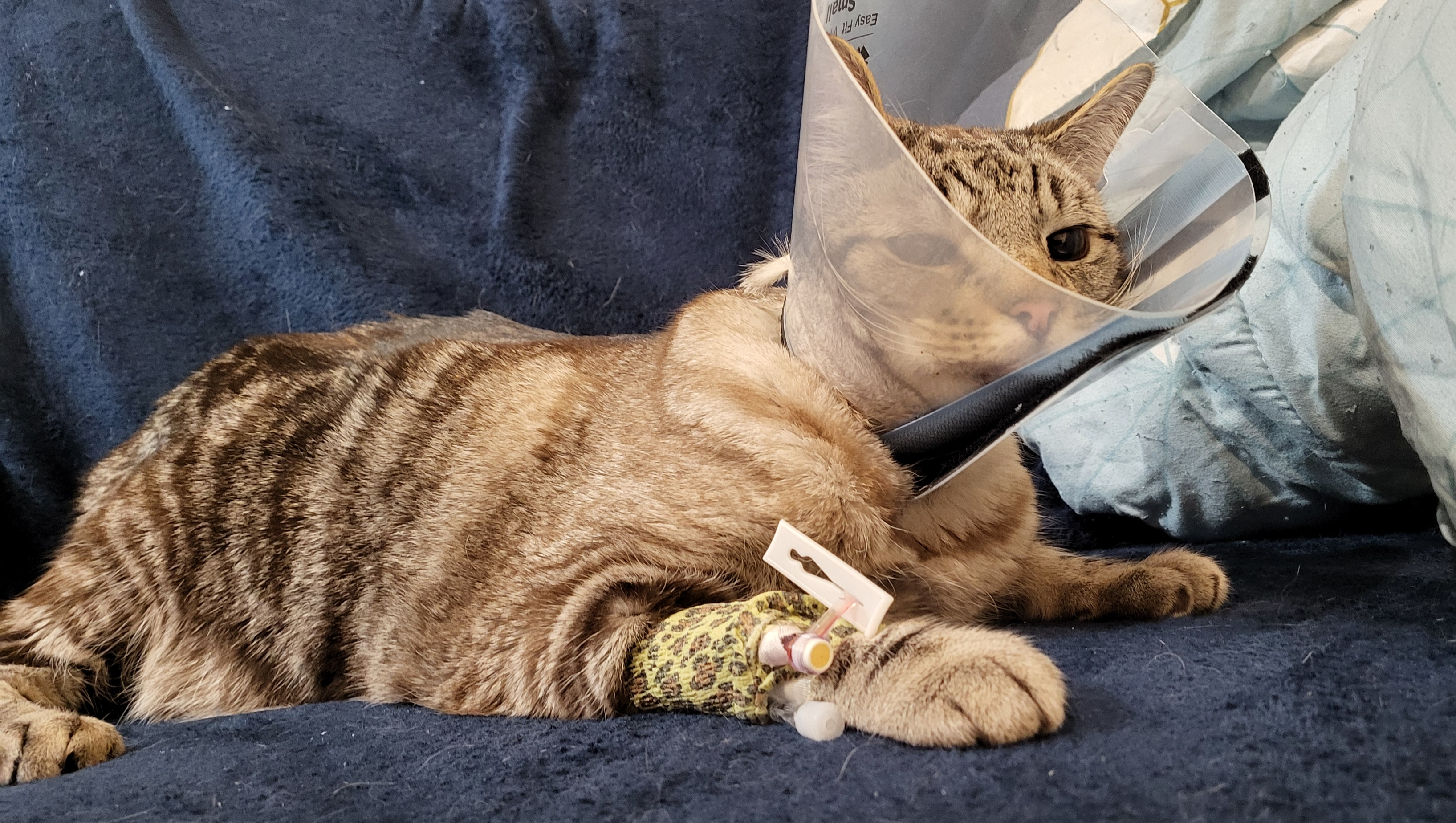 Fundraiser by Tom Cat : Support Rocket's Recovery from Kidney Issues