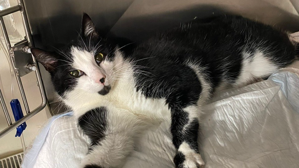 Fundraiser by Tereza Nolan : Run Over Cat - Owner still unknow