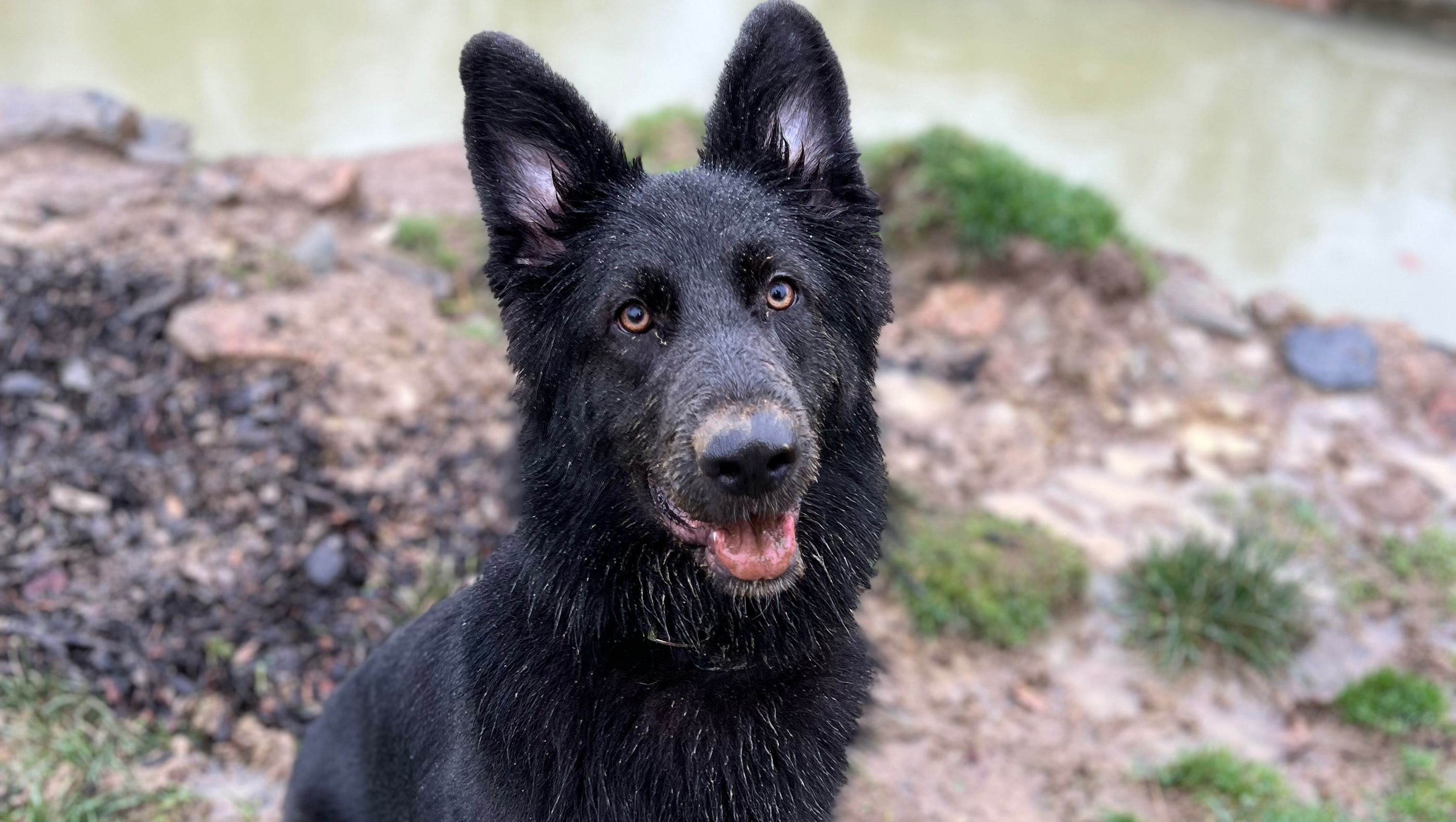 Fundraiser by Katie Dean : help me make kenai comfortable