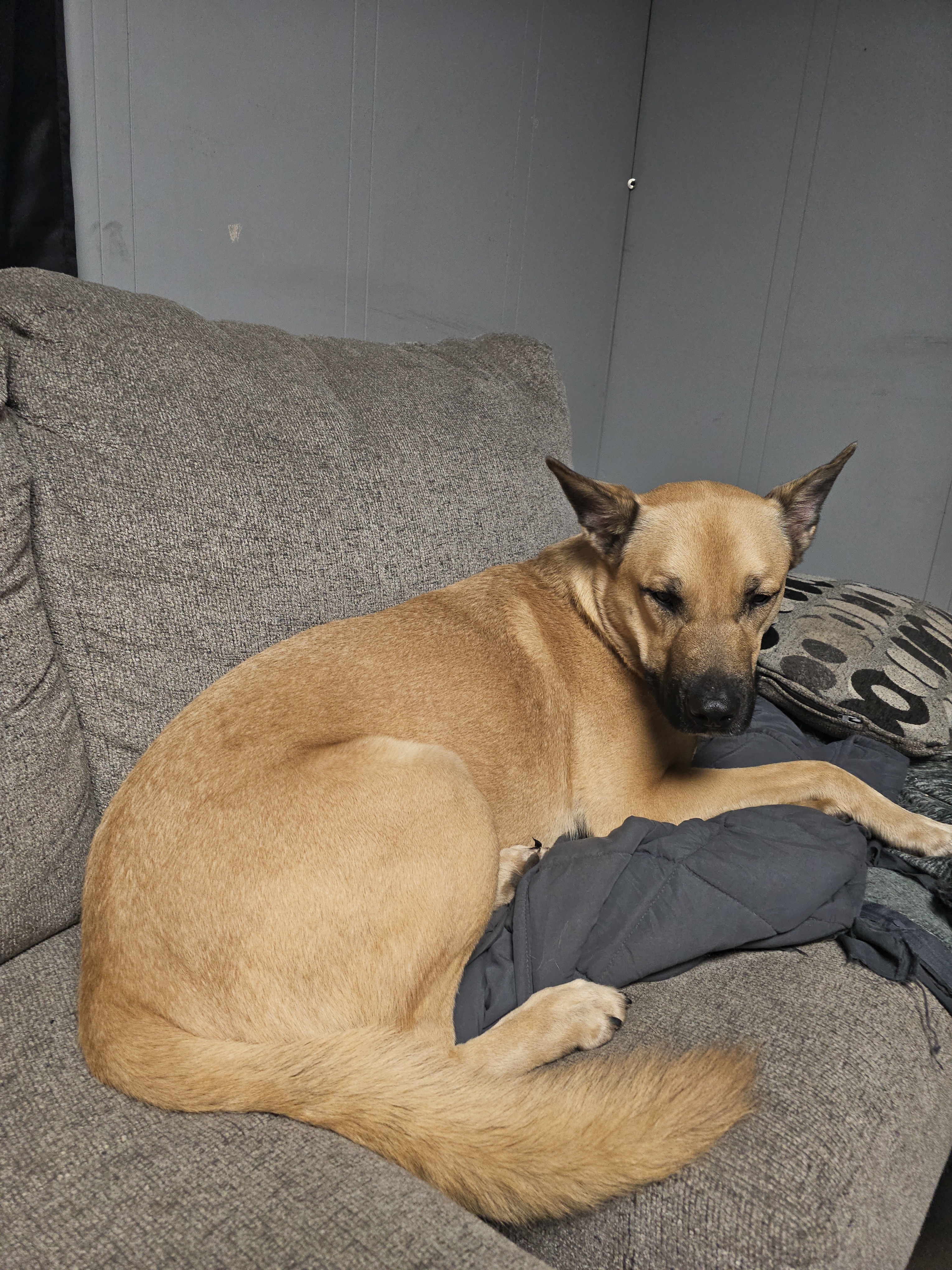 Fundraiser by Joseph Pecoraro : Help Joseph & Rocky With Medical Expenses