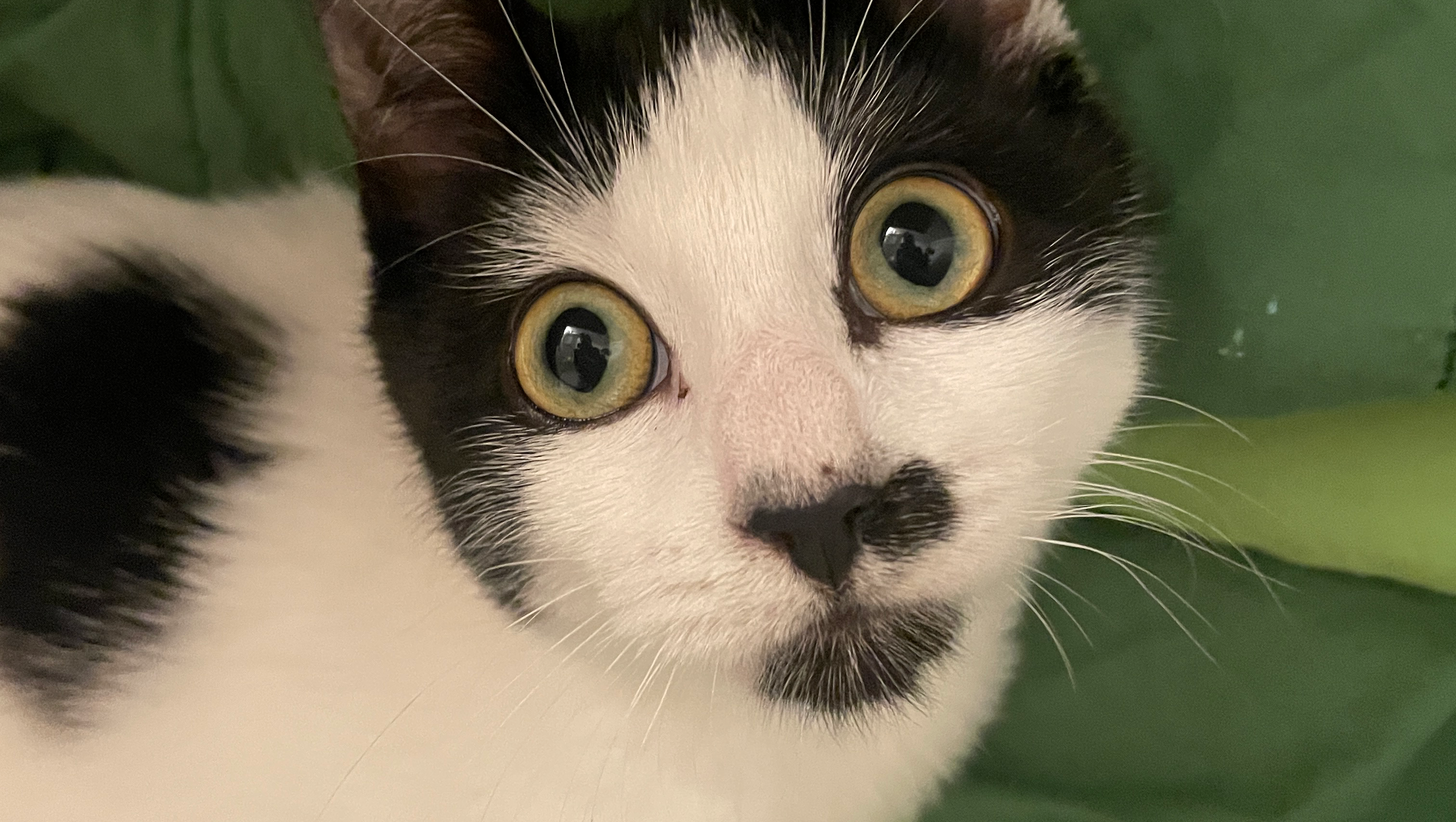 Fundraiser by Brenna Gates : Support Pigeon's Medical Journey
