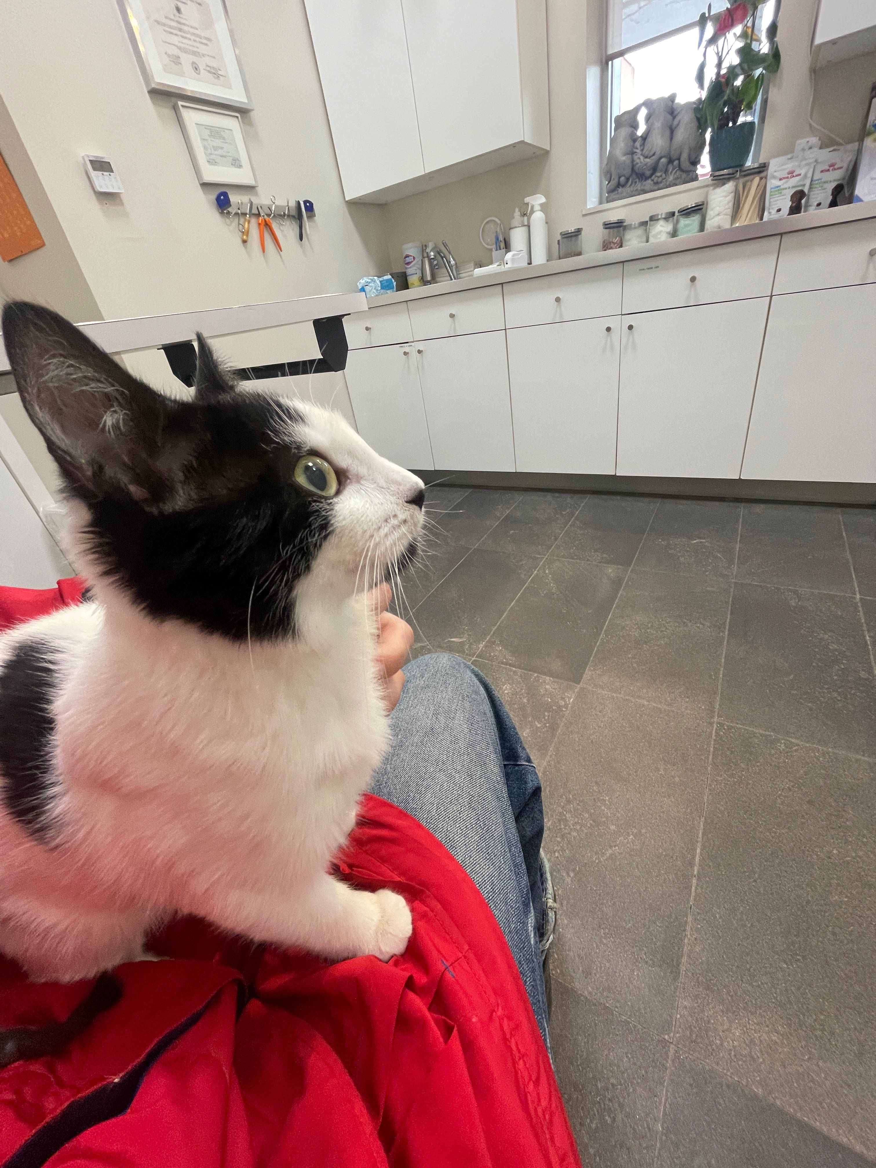 Fundraiser by Brenna Gates : Support Pigeon's Medical Journey