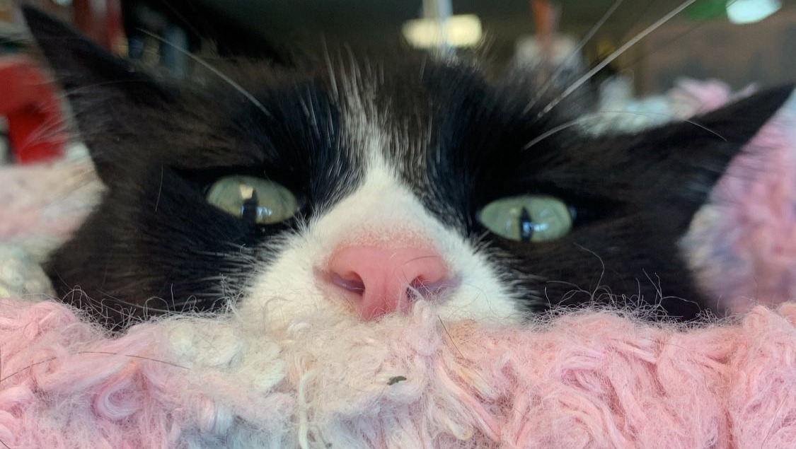 Fundraiser by Megan Vaught : Help Spyro Spend His Last Days at Home