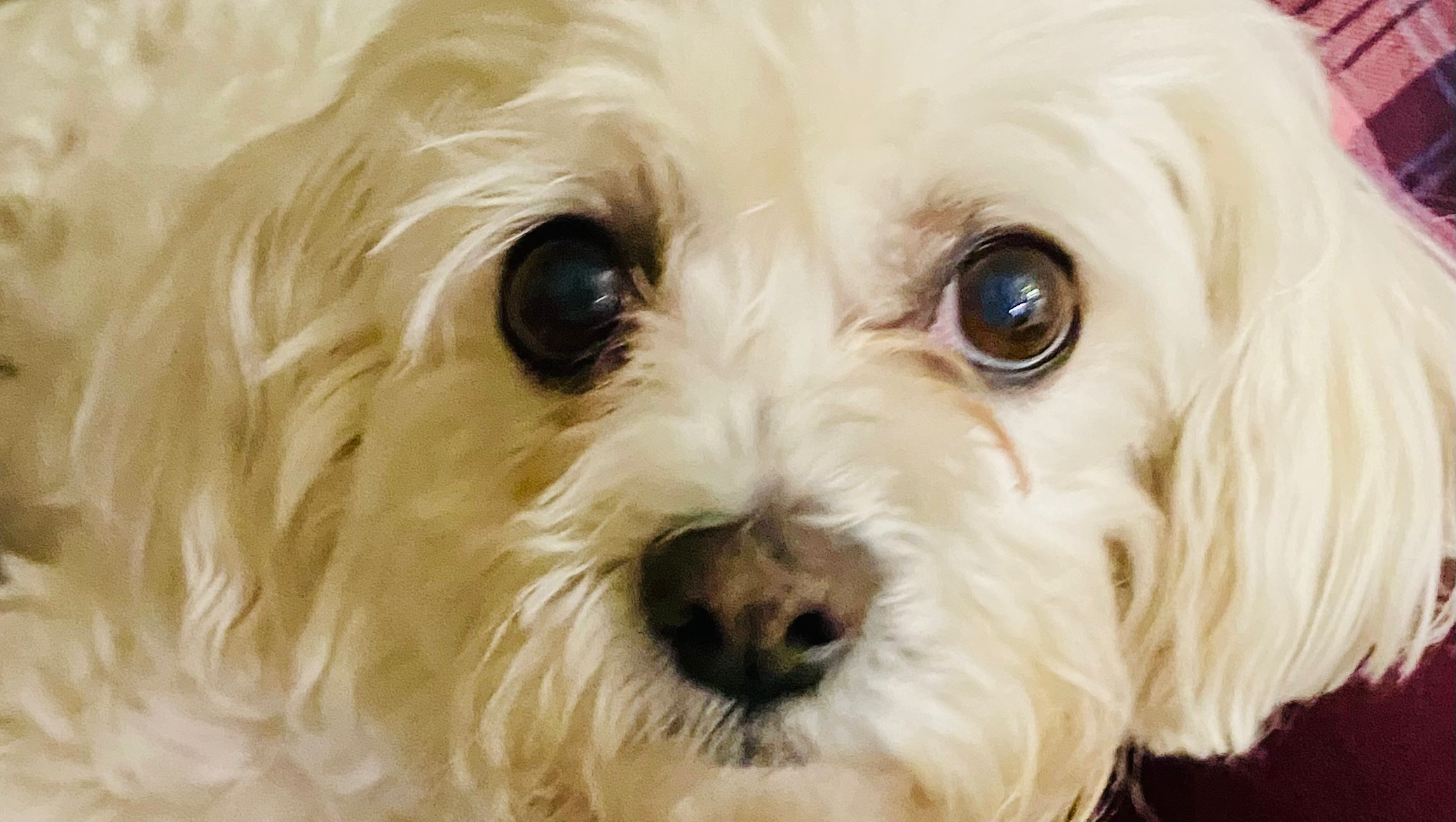 Fundraiser by Barbara Haddon : Support Lacey's Urgent Dental Surgery