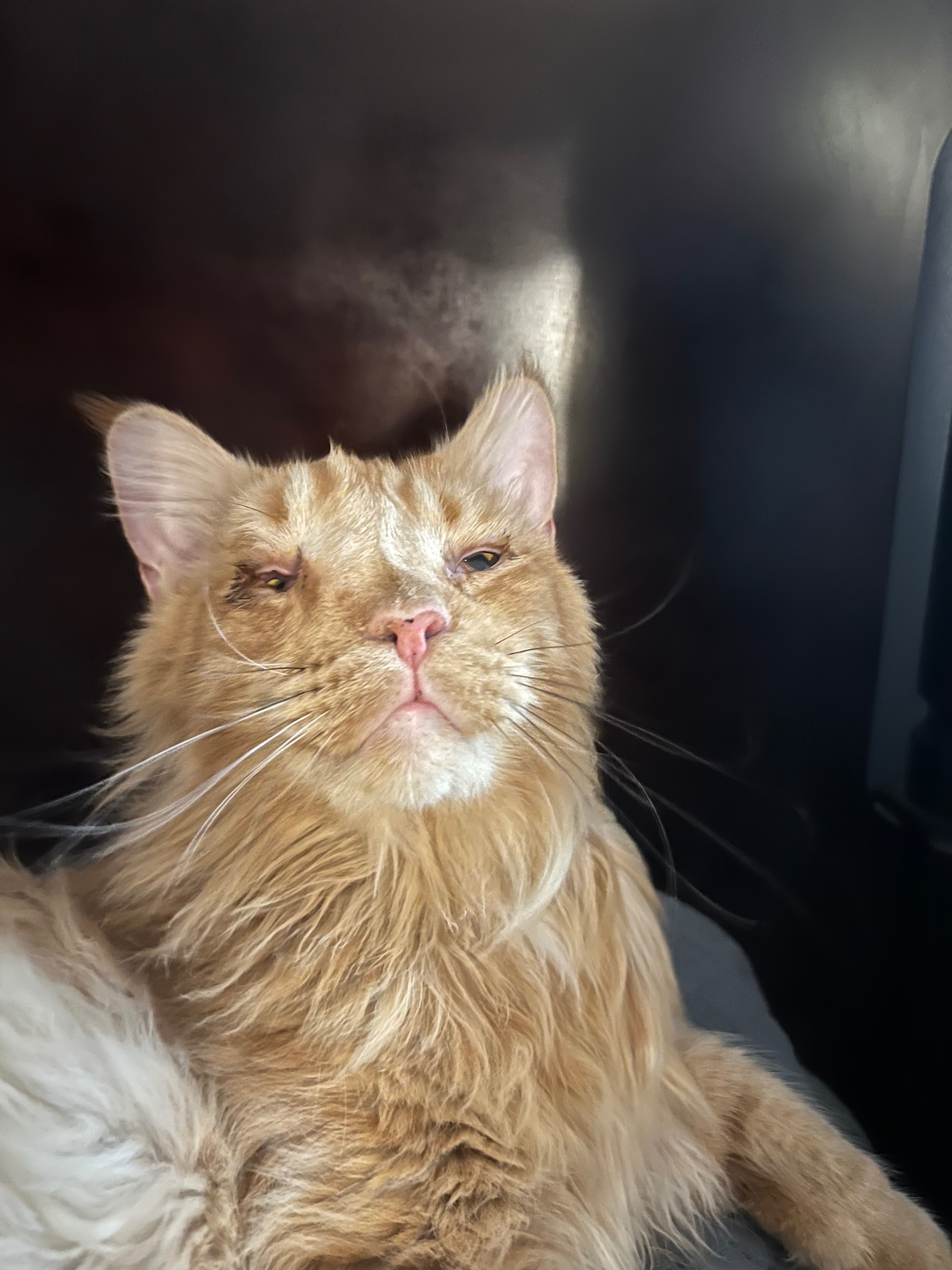 Fundraiser by Daimon Breitmaier : Help Swaggy Cheese in his battle with ...