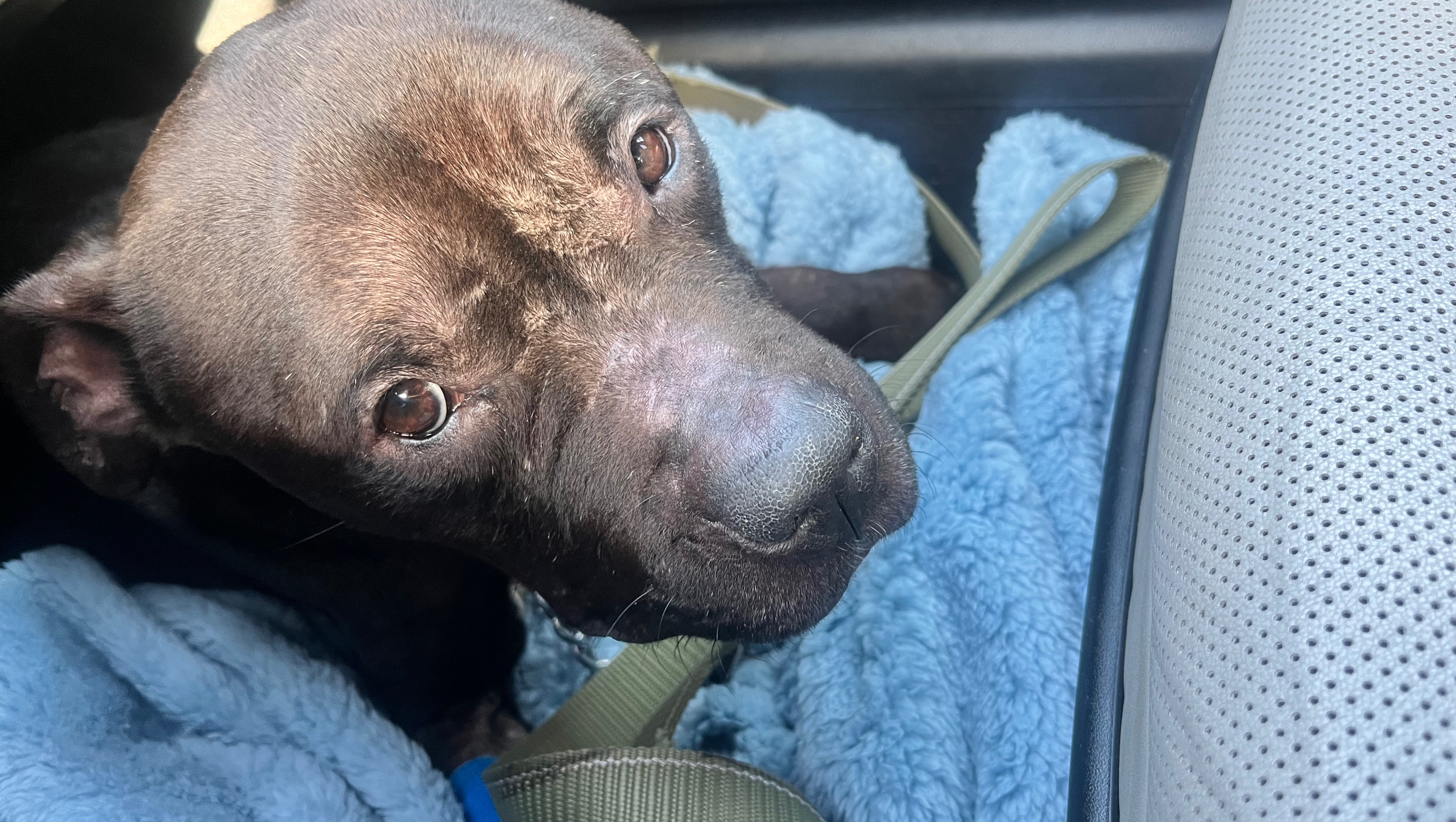 Fundraiser by Jacklyn Castillo : Emergency Surgery to Save Gon