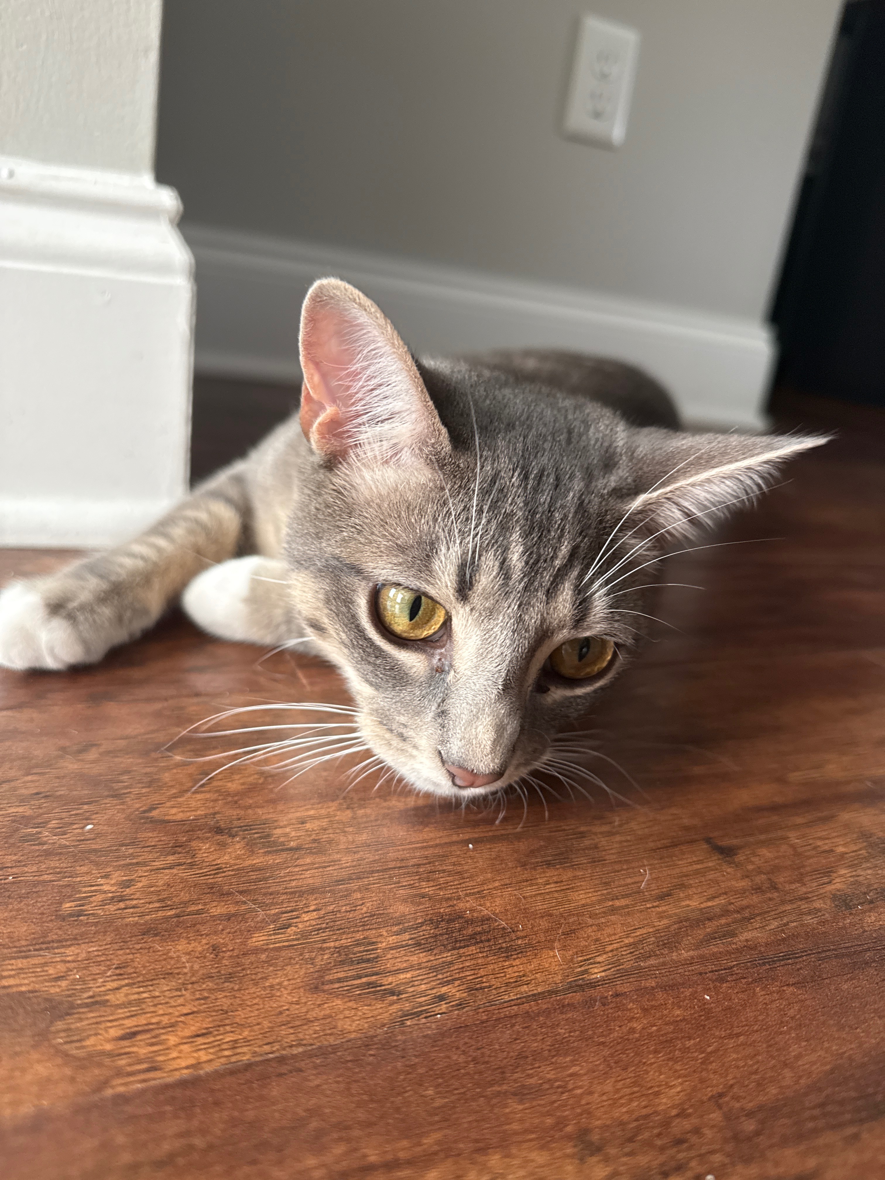 Fundraiser by Dominic Hickey : Help Elio Get the Care He Needs