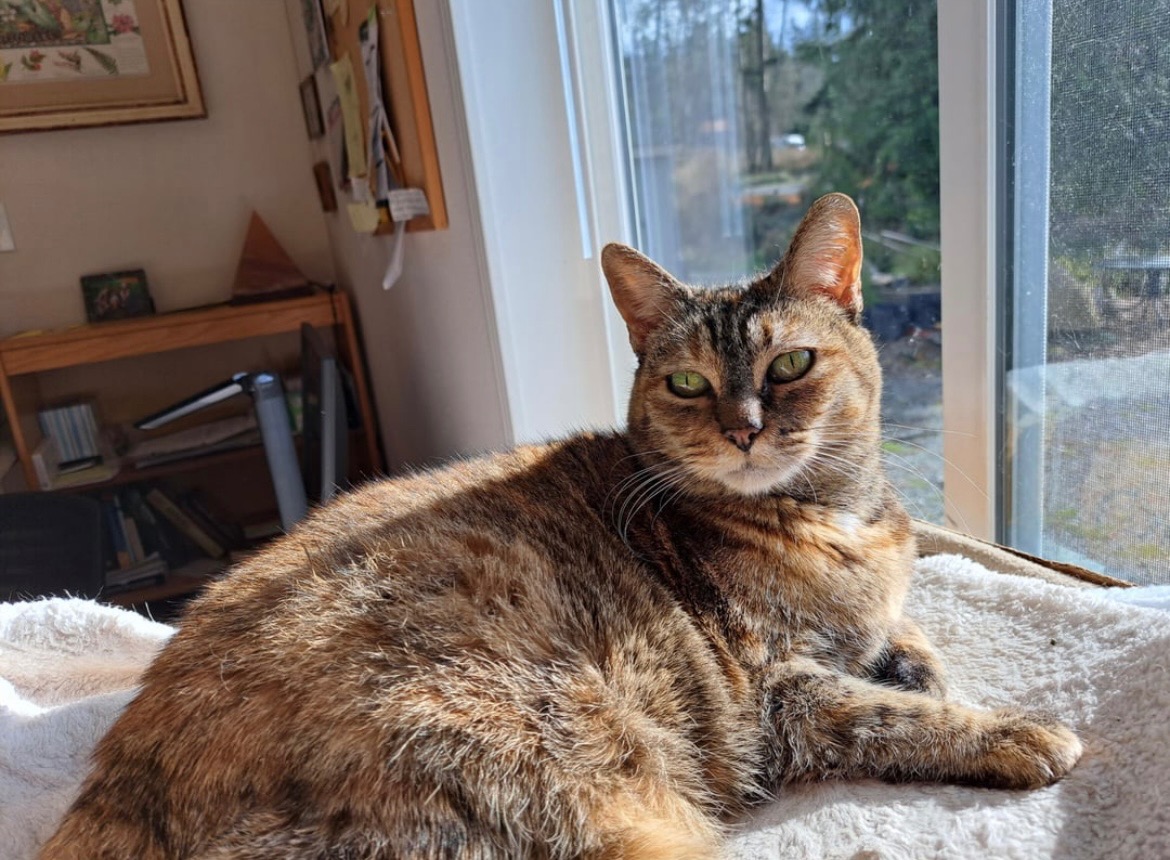 Fundraiser by Anita Maxwin : Urgent Help for Roberta: Victim of ...