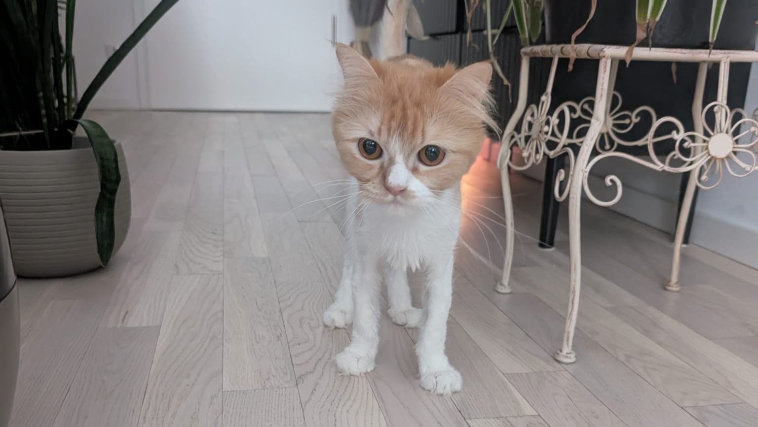 Fundraiser by Elisa Lau : Please help give Scarlet a chance to finally live in peace!