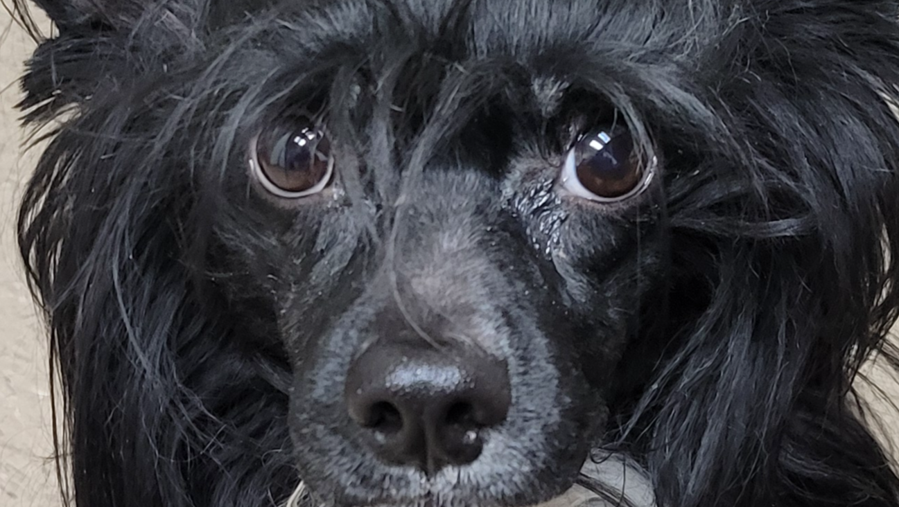 Fundraiser by Mercedes Rheubottom : Donate to Help Cover Rent and Dog's ...