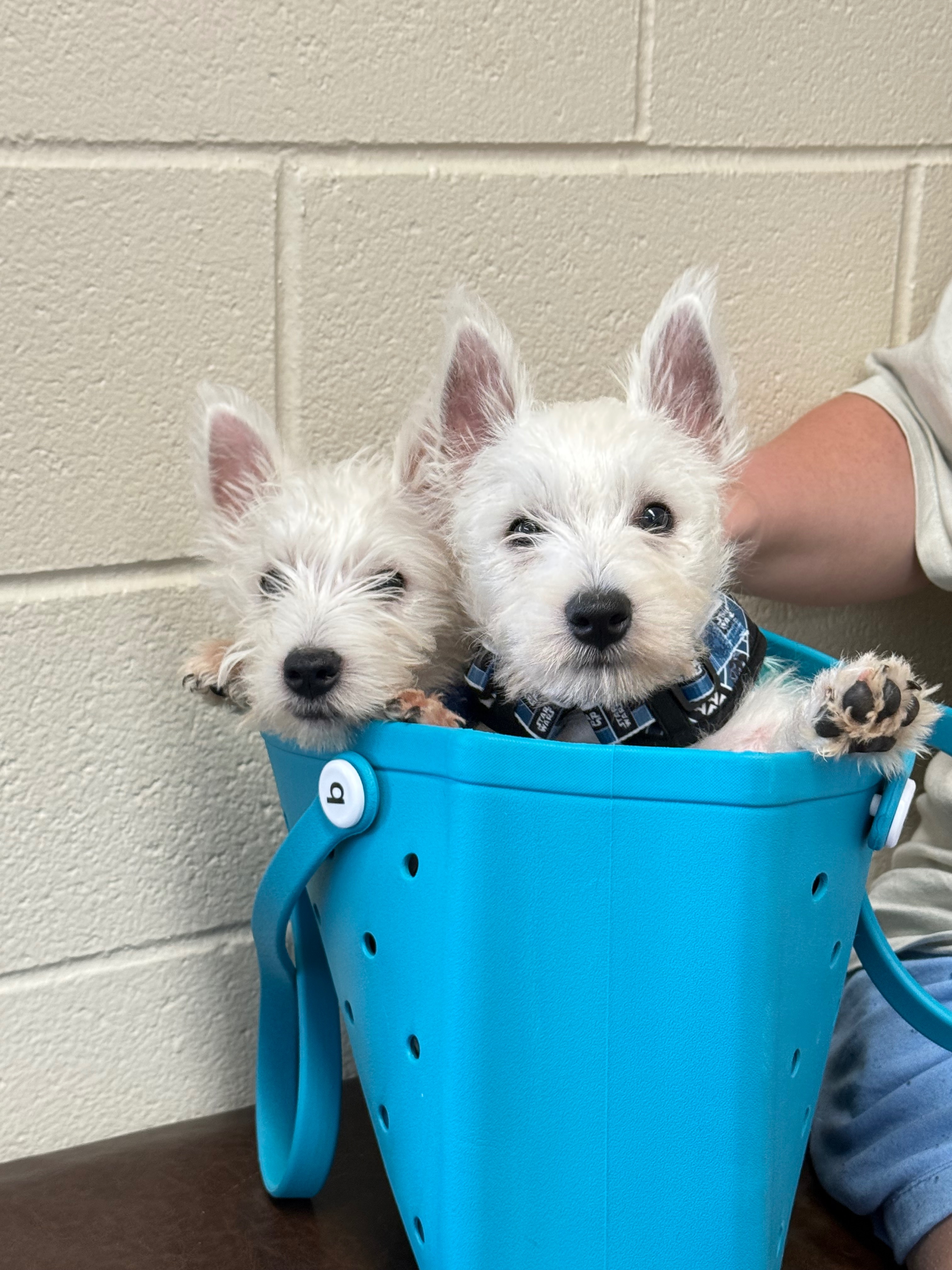 Fundraiser by Anna Wayt : Help Casper & Prince Heal After Emergency