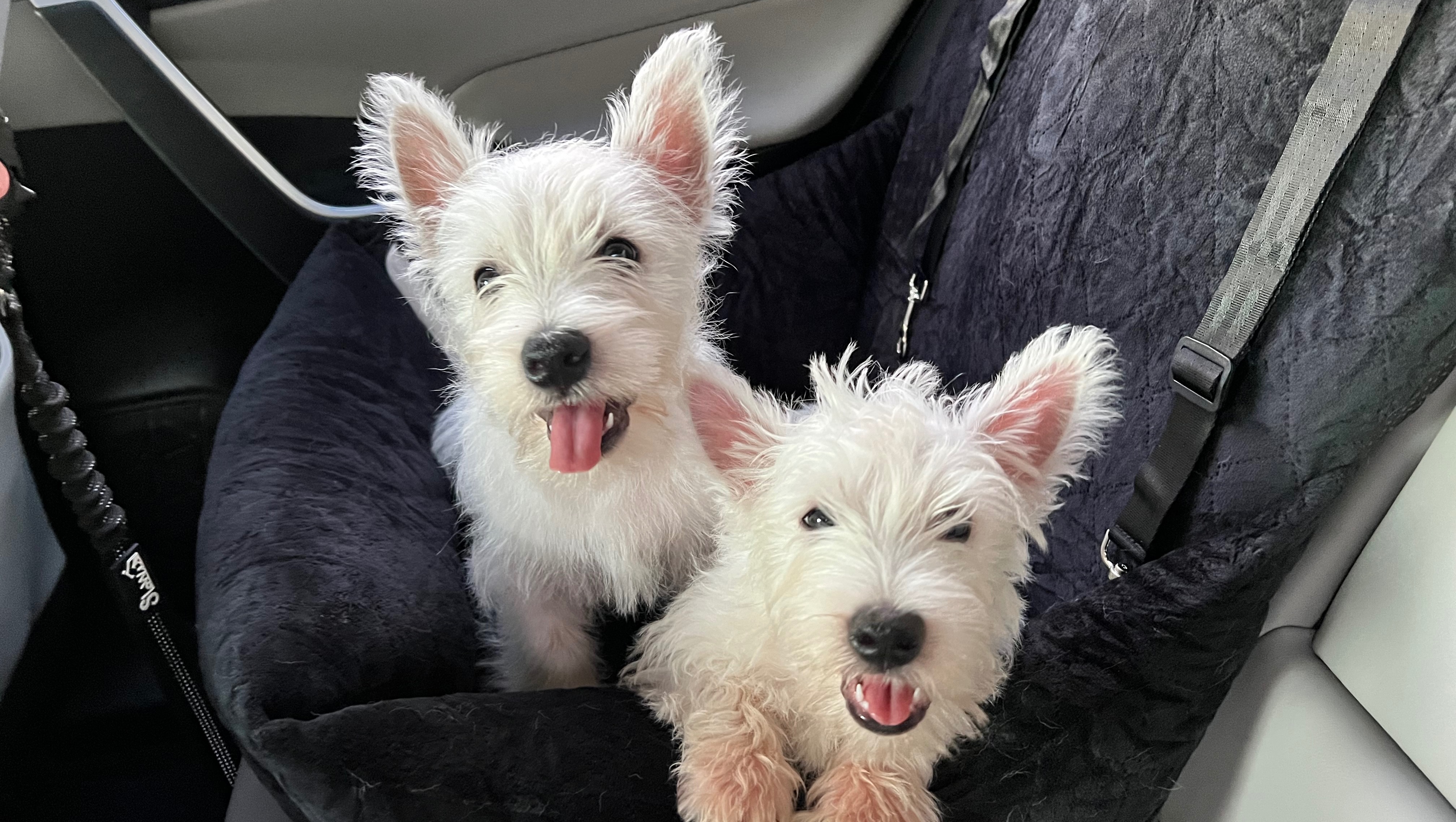 Fundraiser by Anna Wayt : Help Casper & Prince Heal After Emergency