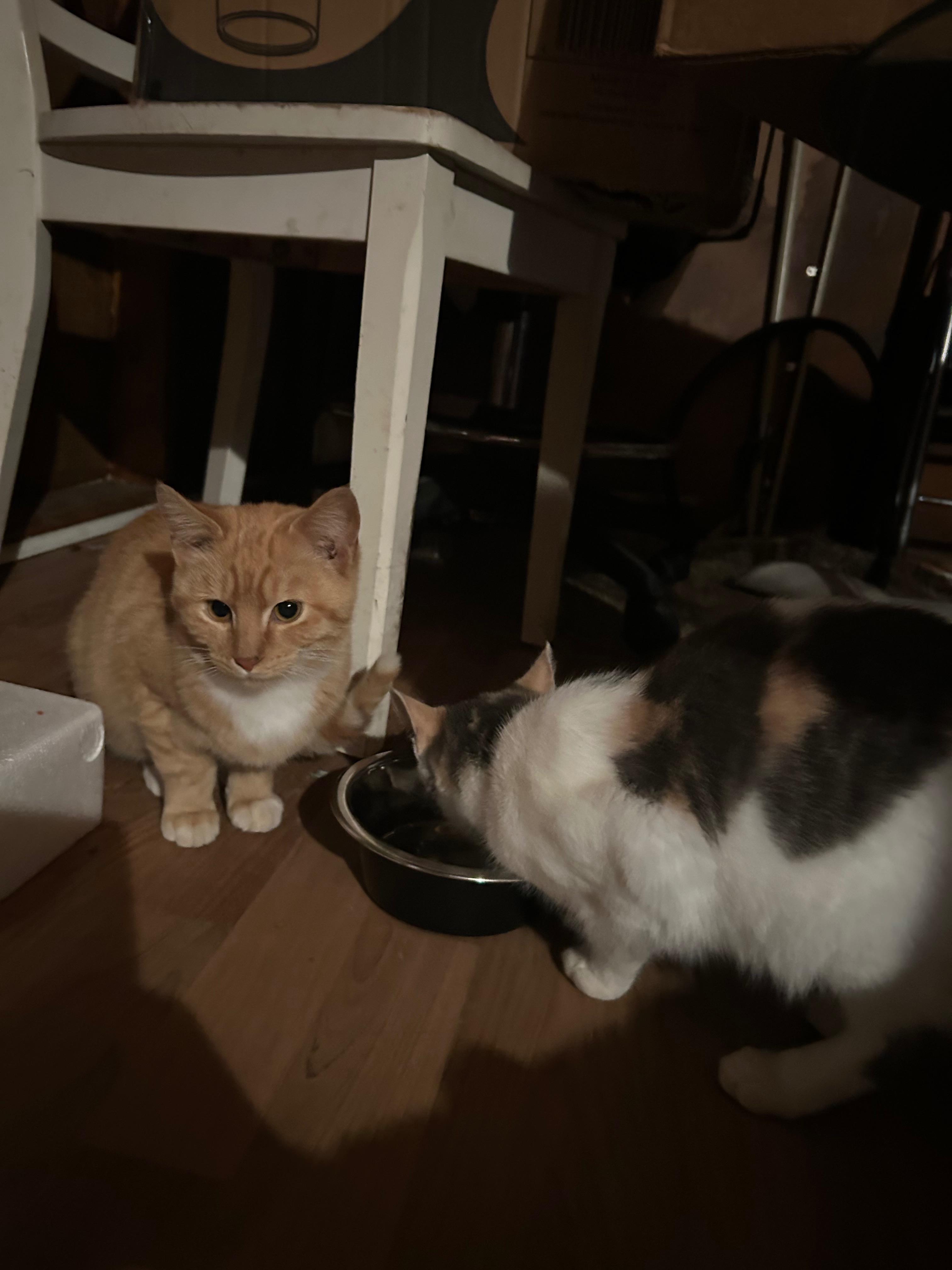 Fundraiser for Victoria Caricio by Kaylee Caricio : Donate to Keep ...