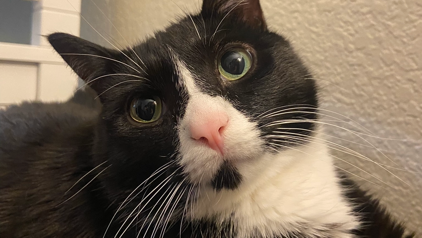 Fundraiser by Casey Sanchez : Help Ace Get Lifesaving Vet Care