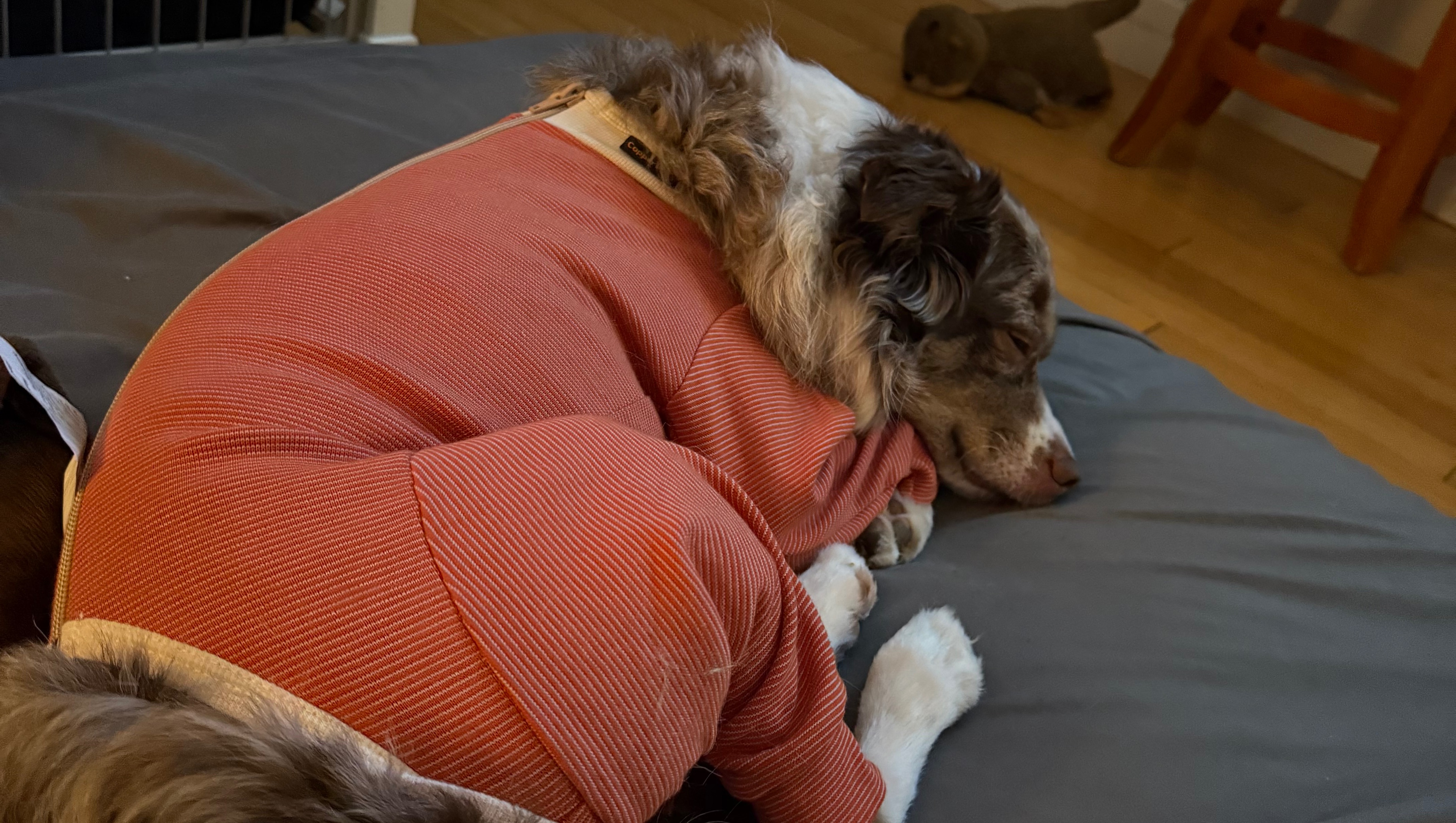 Fundraiser by Terrie Tilley : Donate to Aid Chrissy with Jovi's Vet Bills