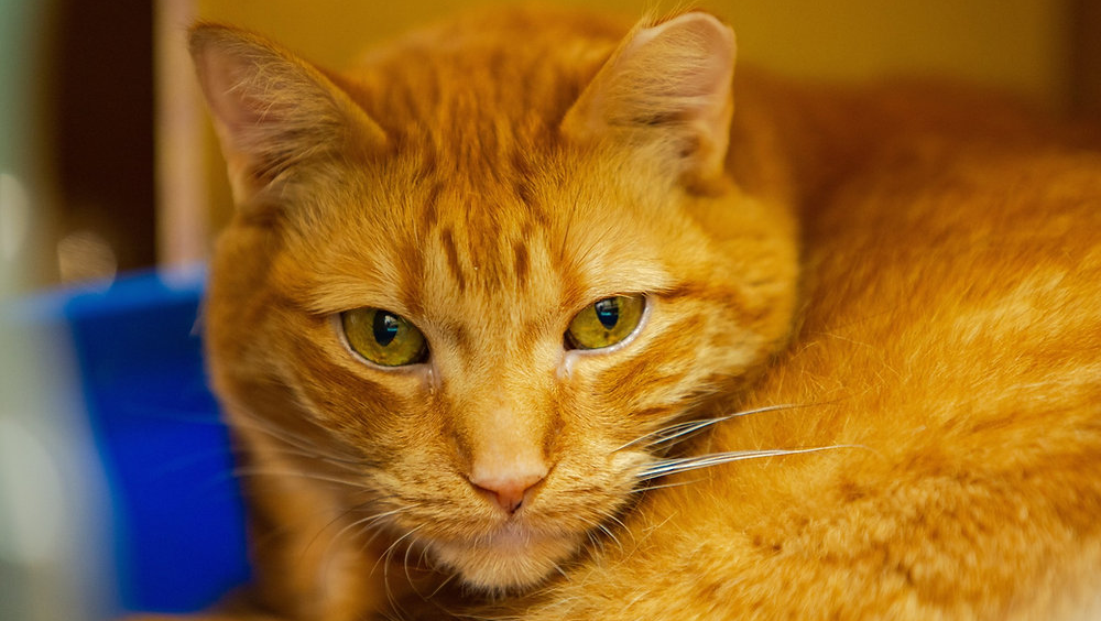Fundraiser by Sharon Frogley : Saint Cat Rescue – Help Garfield Get His ...