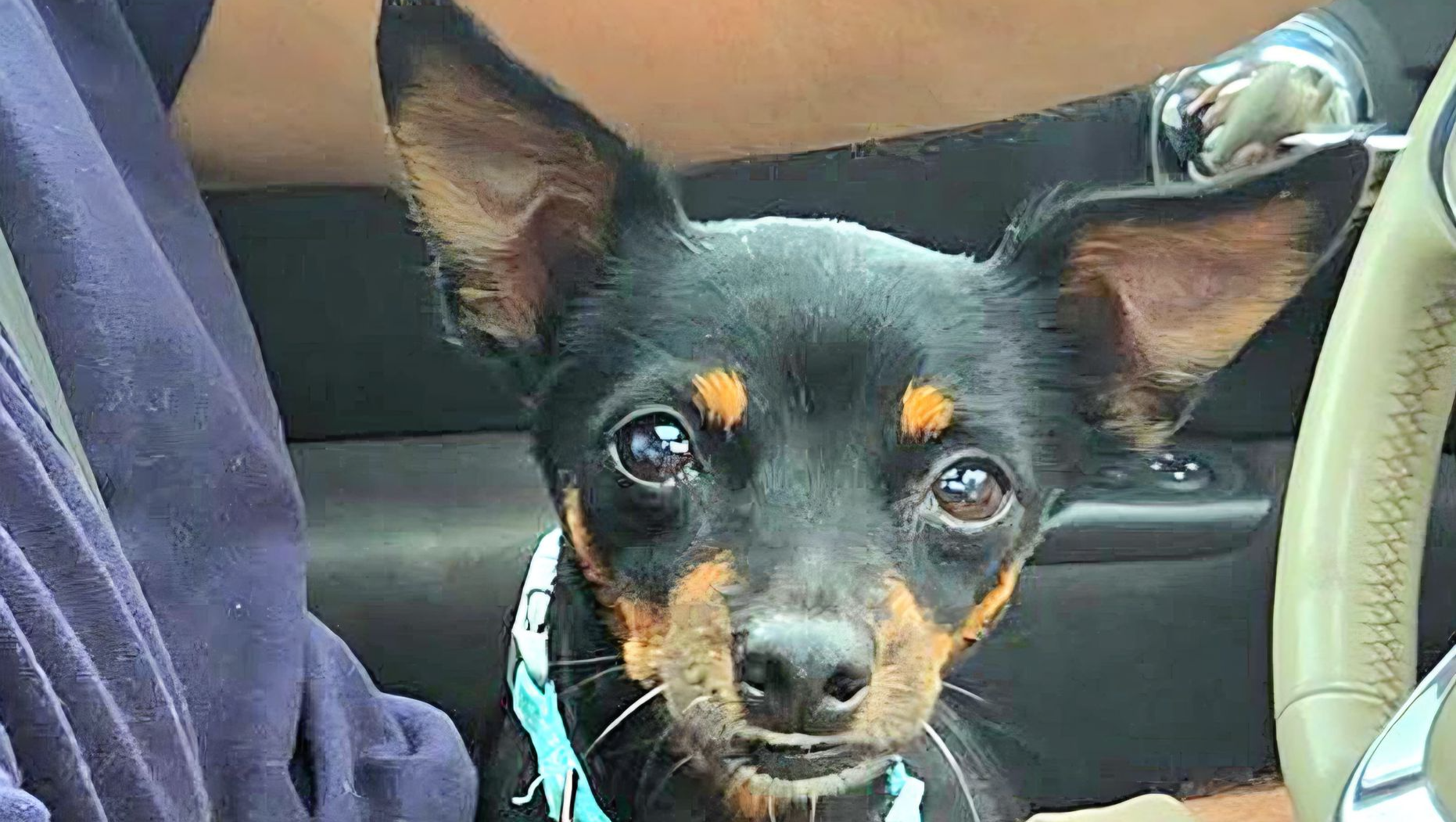 Fundraiser by Alison Gokul : Ruby needs a scan to see why she has seizures