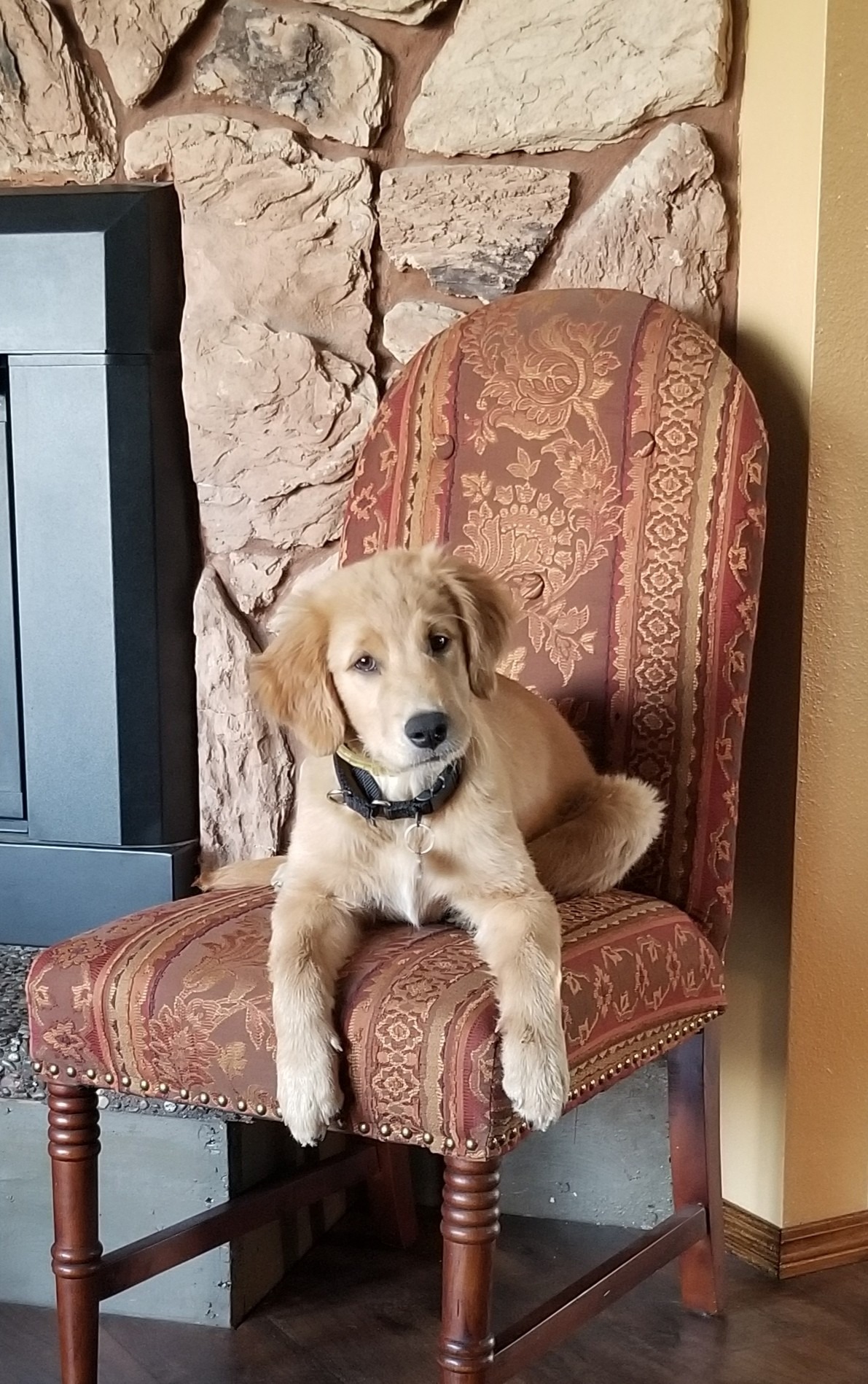 Fundraiser by Yvette Haley : Help Jackson Beat Canine Oral Cancer