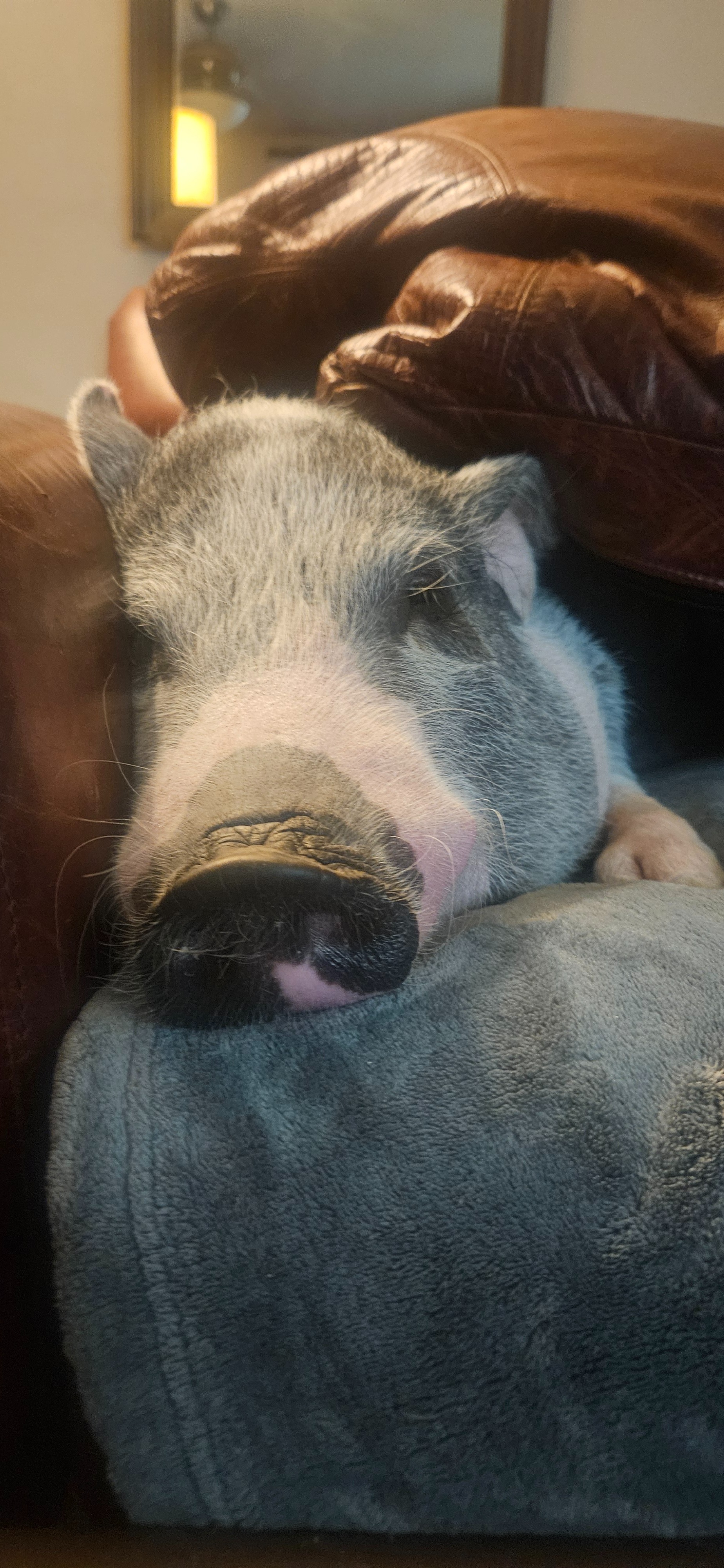 Fundraiser by Jaden Butters : Save Henry: Emergency Treatment Needed